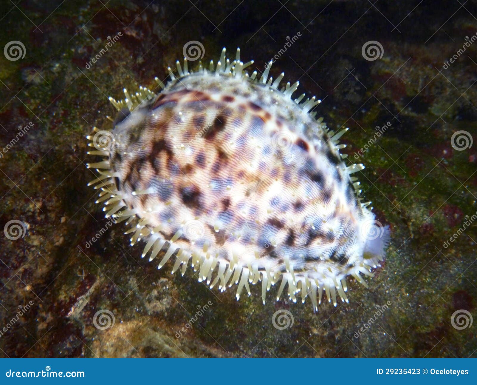 Living Cowrie Shell Mollusc Stock Image - Image of seashell, underwater ...