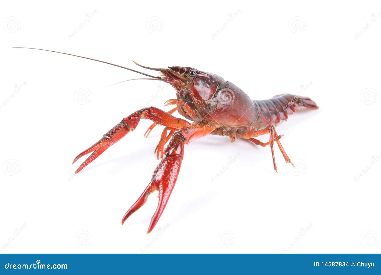 Living crawfish stock photo. Image of clutch, feeler - 14587834