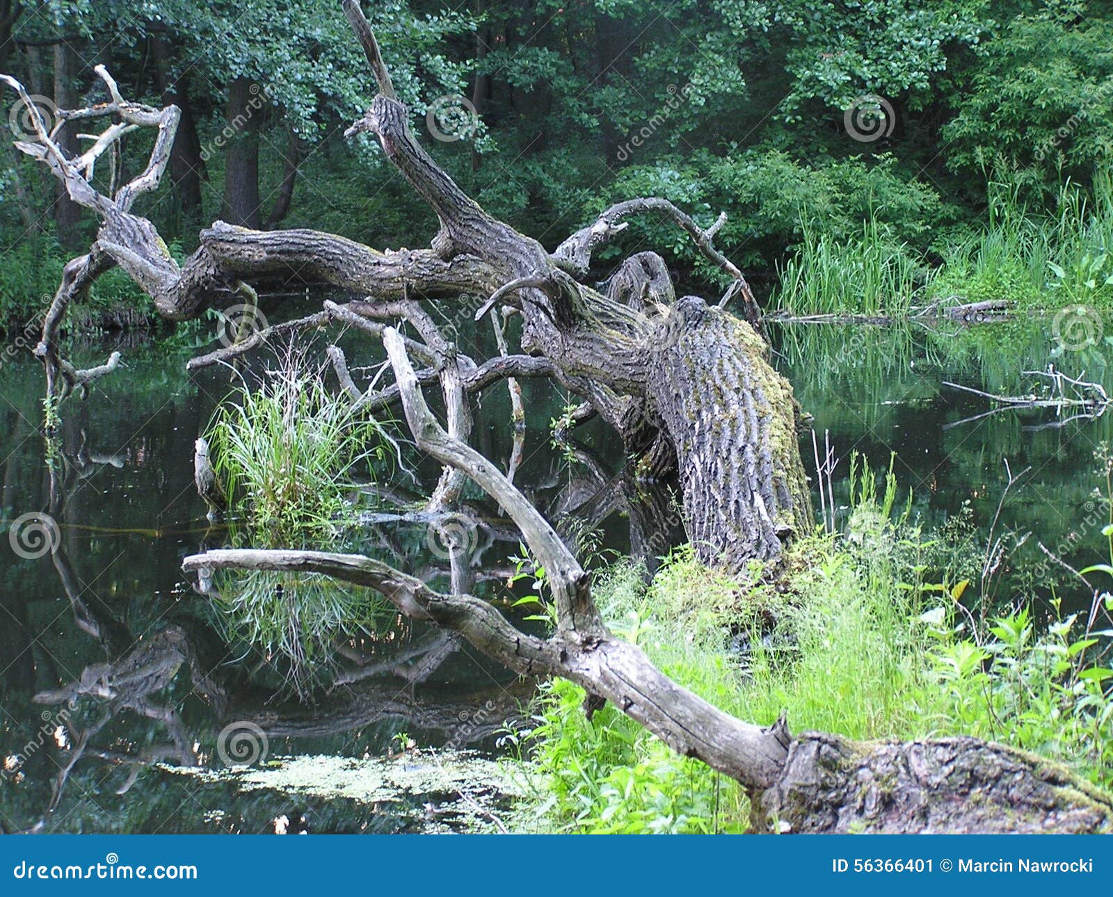 Living-dead tree stock image. Image of forest, forrest - 56366401