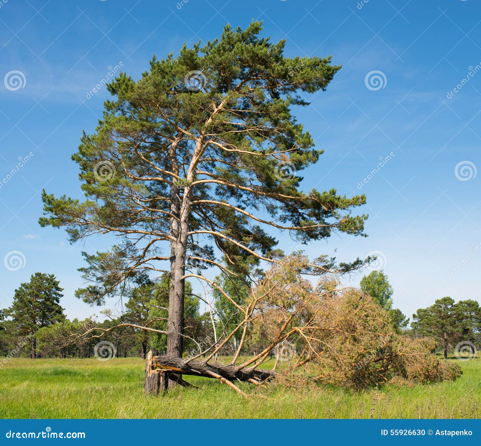 Living and dead tree stock photo. Image of people, plan - 55926630