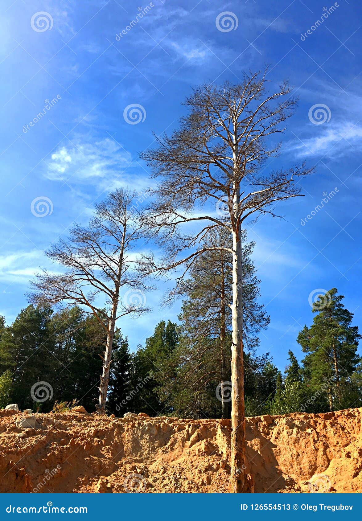 Living and dead trees stock image. Image of grass, nature - 126554513