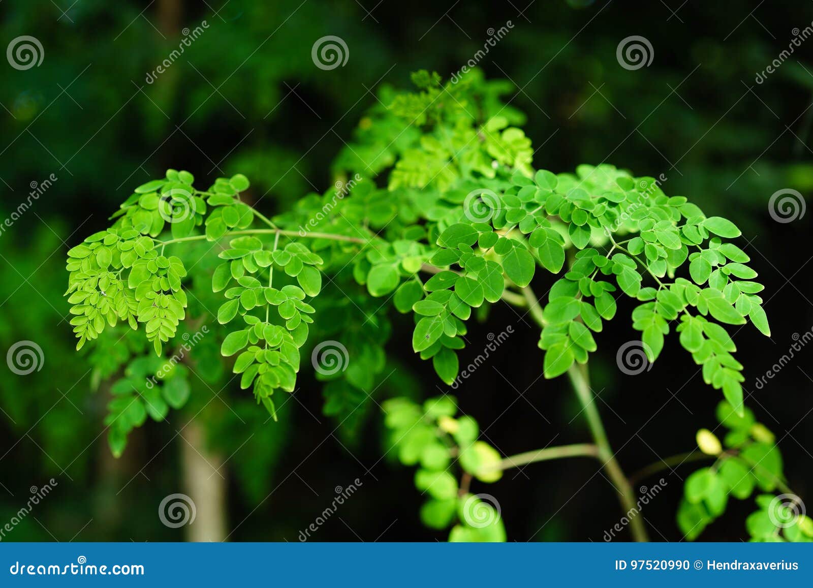 Malunggay Or Moringa Tree As The Leaves Act As One Of The Traditional ...