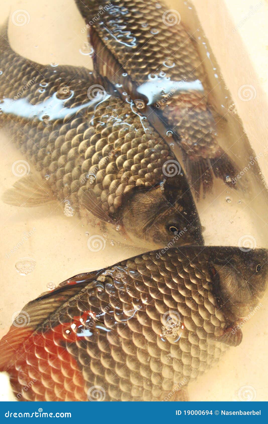 Living Fish Rainbow Trouts, Oncorhynchus Mykiss, Swimming In Aquarium ...