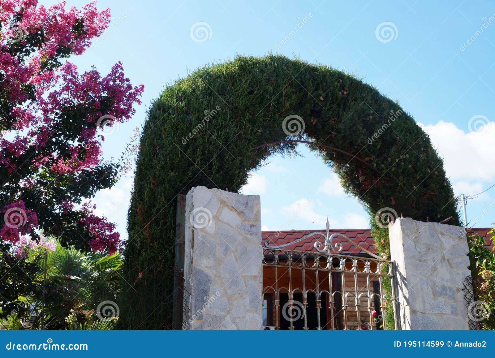 Living Green Arch of Thuja Over the Gate Stock Image - Image of ...