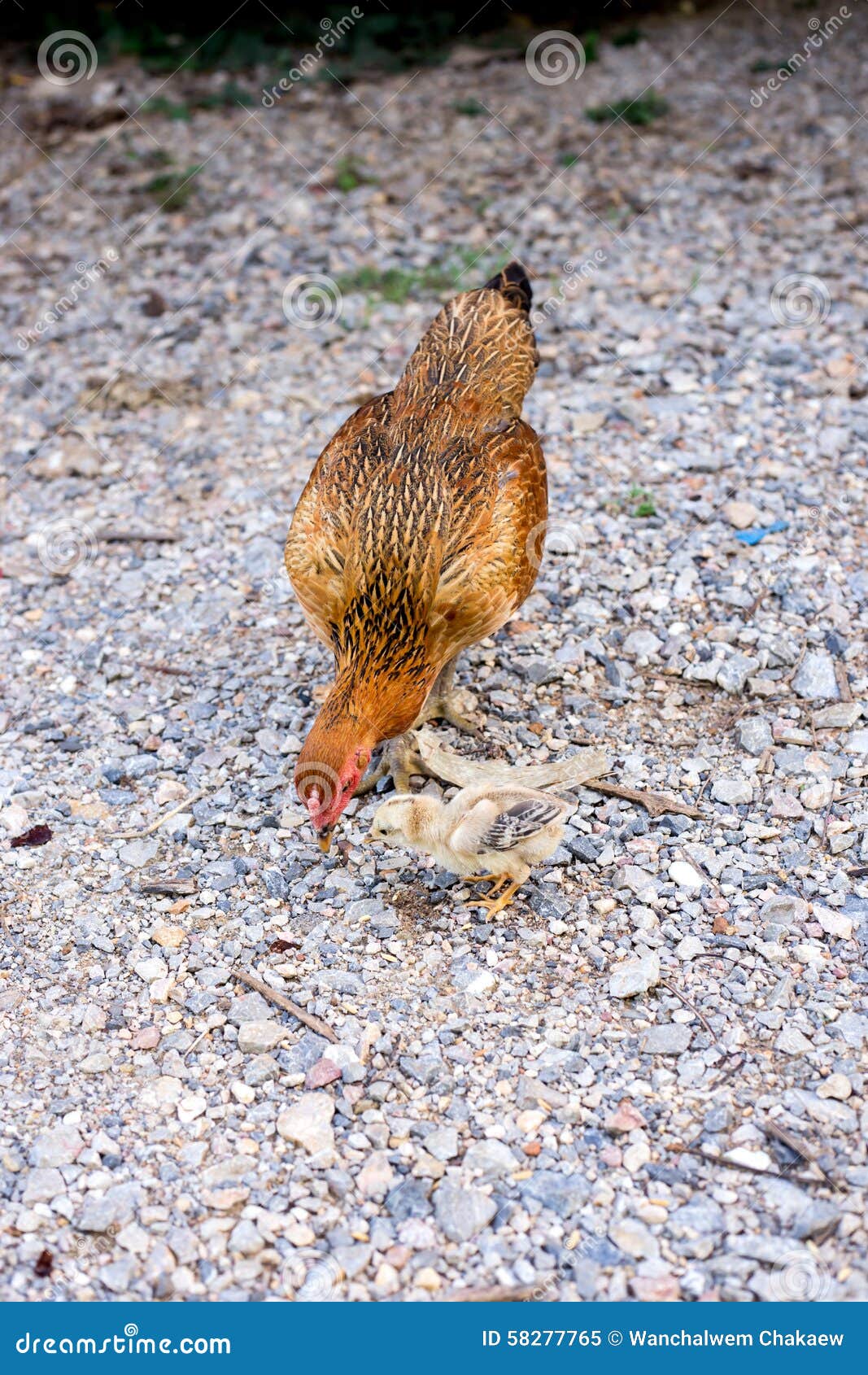 Living Hen Chick Rearing in the Natural Stock Image - Image of grass ...