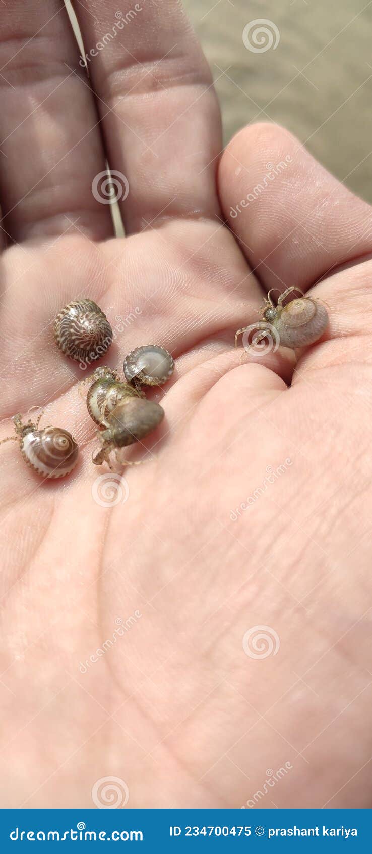 Living Marine Creature & X28;ðŸ š Shell& X29; in Human Hands Stock ...