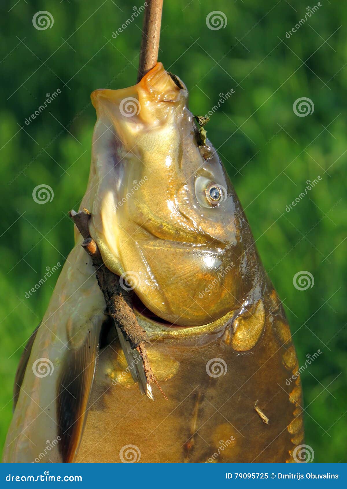 Living mirror carp stock image. Image of lake, animal - 79095725