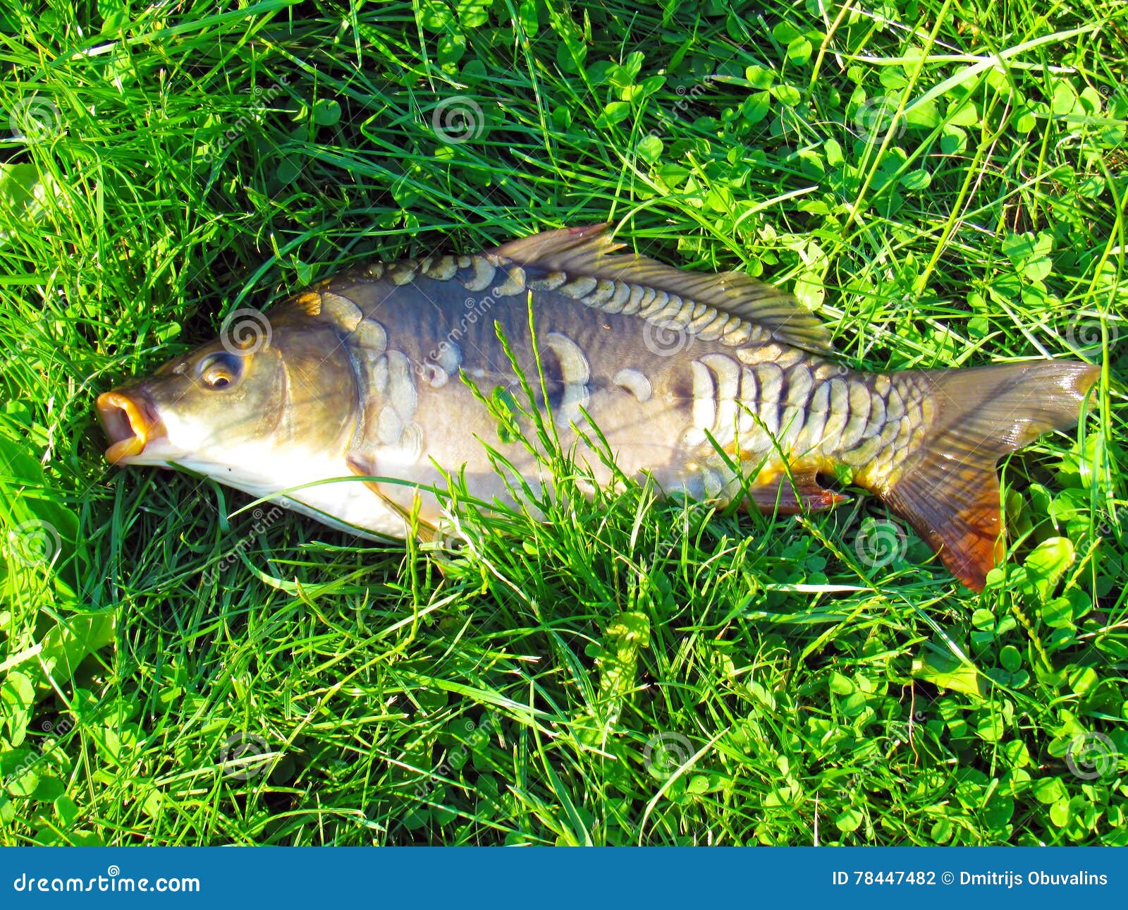 Living Mirror Carp in the Sun Stock Photo - Image of food, lake: 78447482