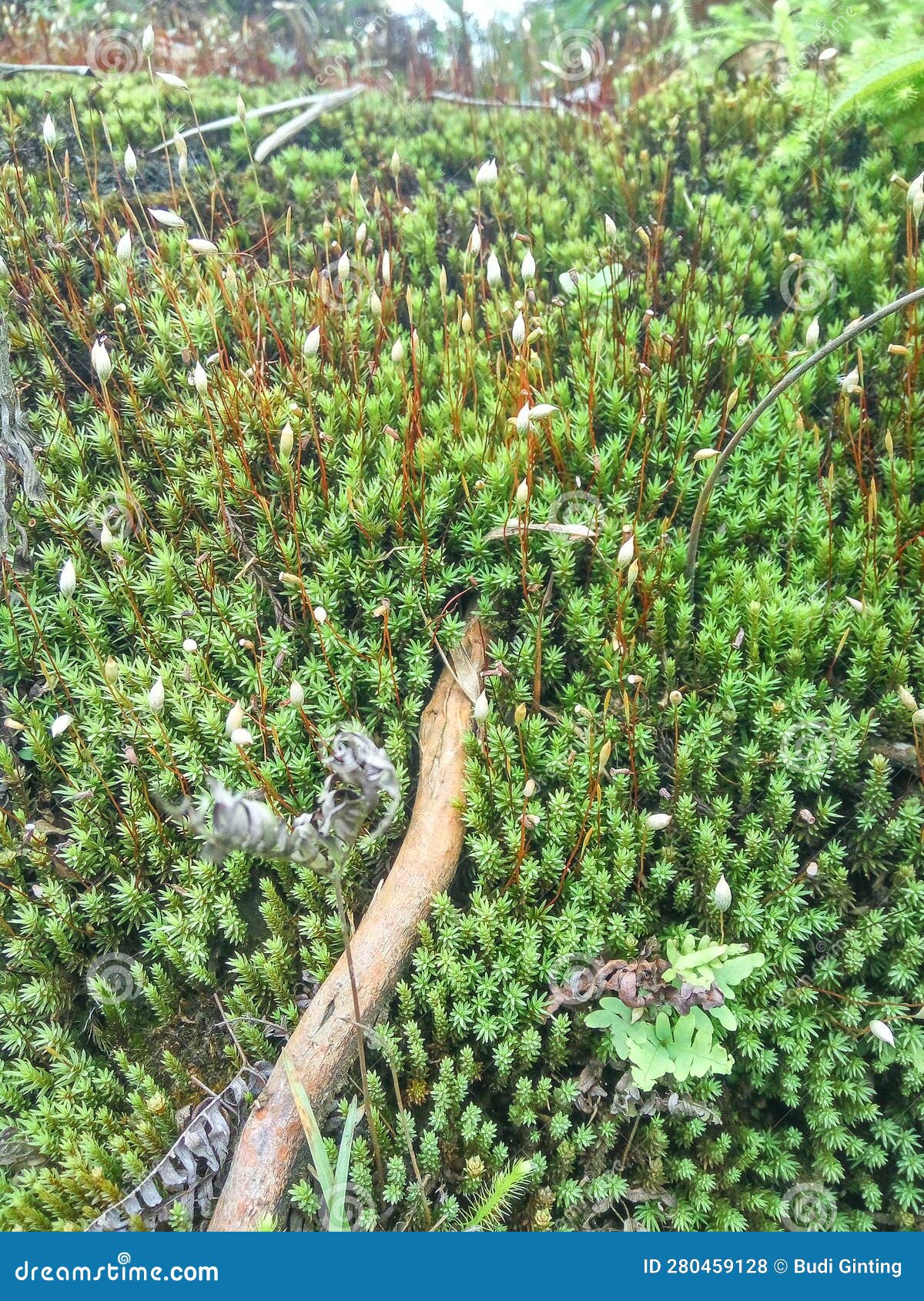 Living Moss at Side of Road Stock Photo - Image of living, side: 280459128