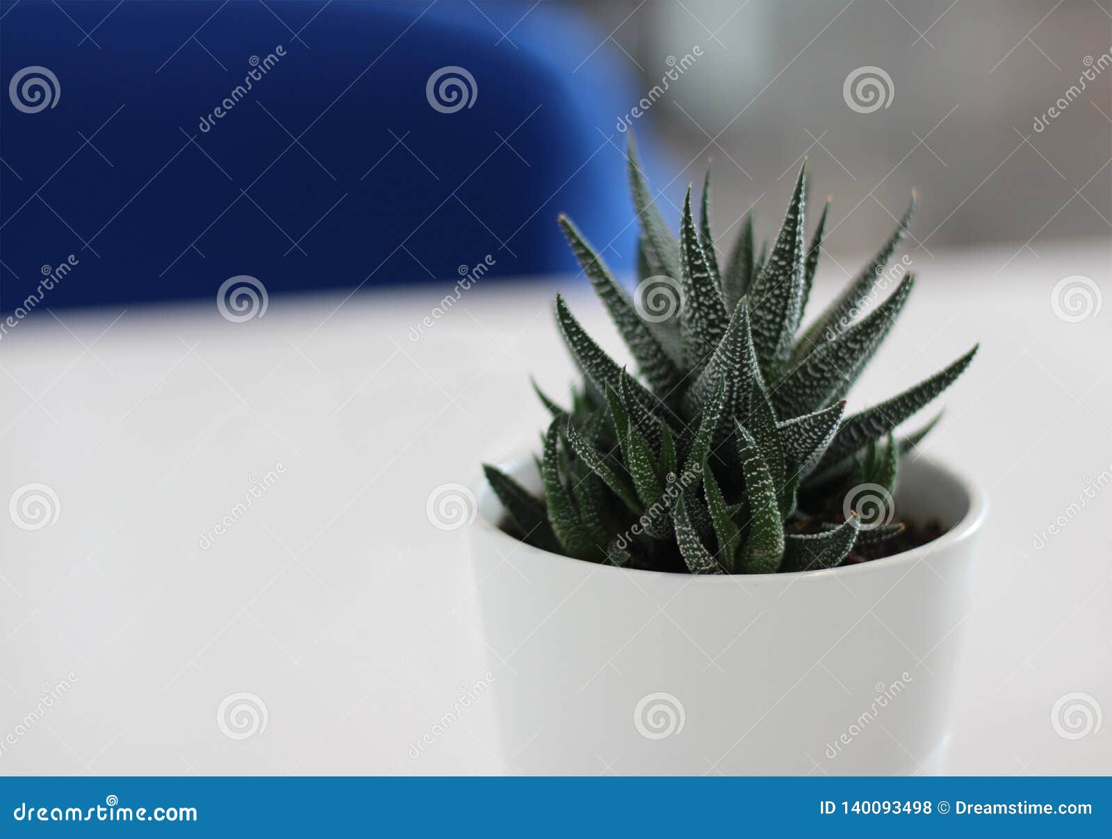 Living Plant in a Ceramic Pot on a White Table Stock Photo - Image of ...