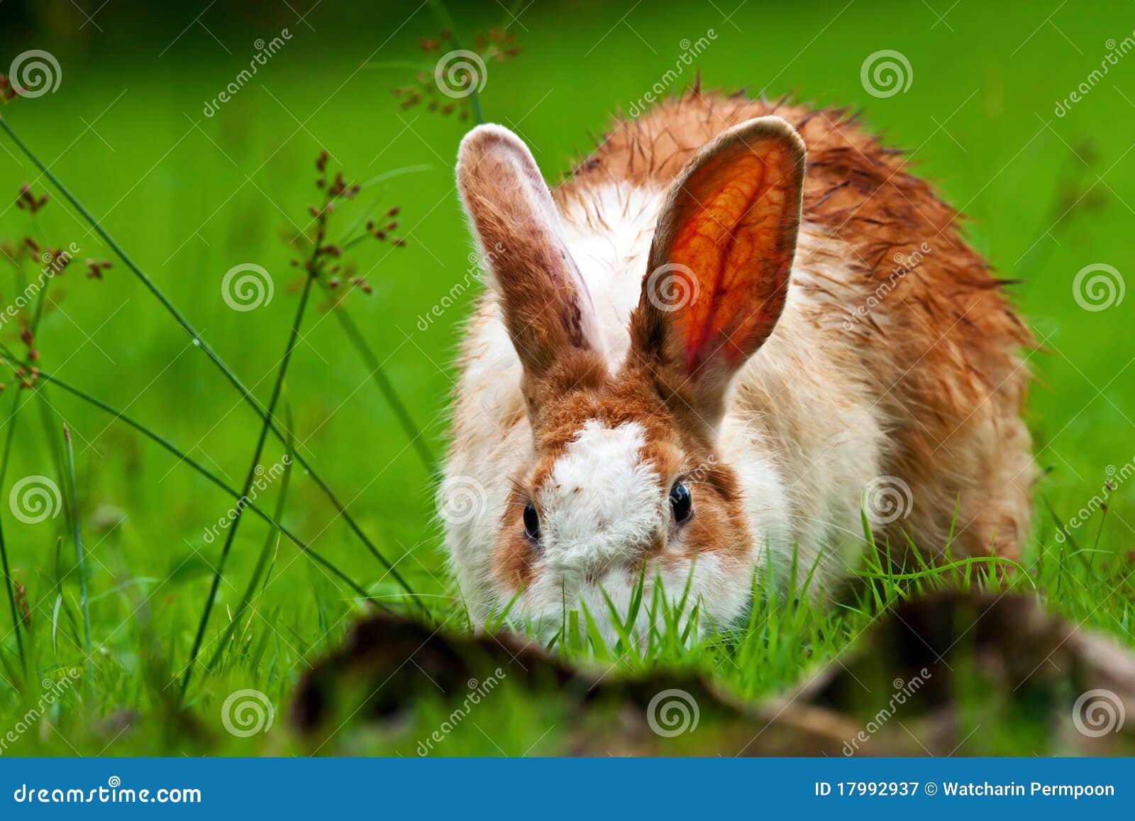 Living rabbit stock image. Image of rabbits, yellow, rabbit - 17992937