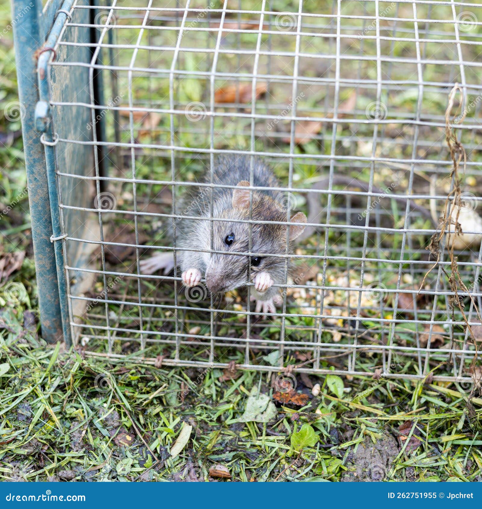 Living Rat Trapped in an Iron Cage Stock Image - Image of house ...