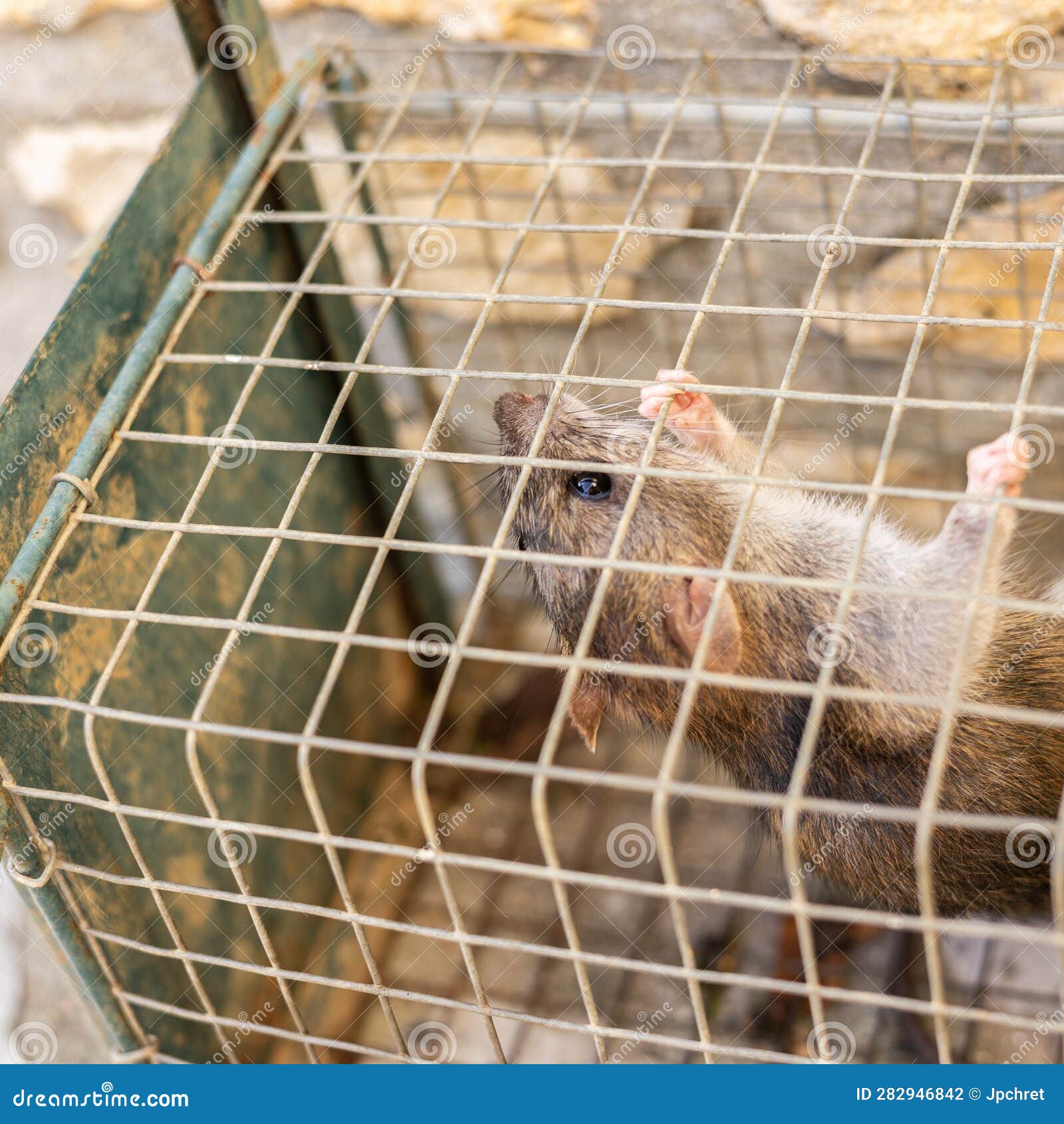 Living Rat Trapped in an Iron Cage Stock Photo - Image of equipment ...