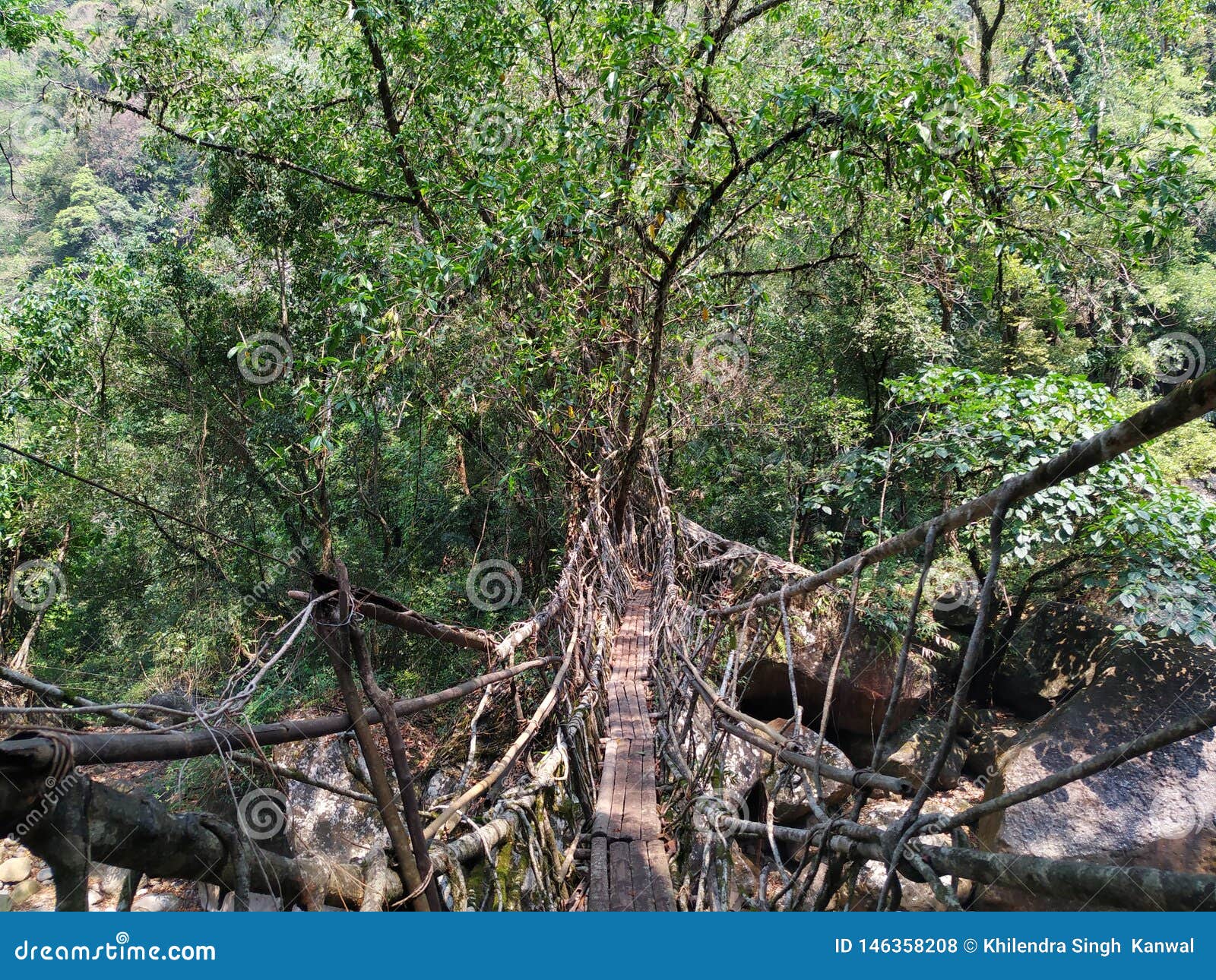 Living Root Bridge Cherrapunji Natural Bridge Stock Photo - Image of ...