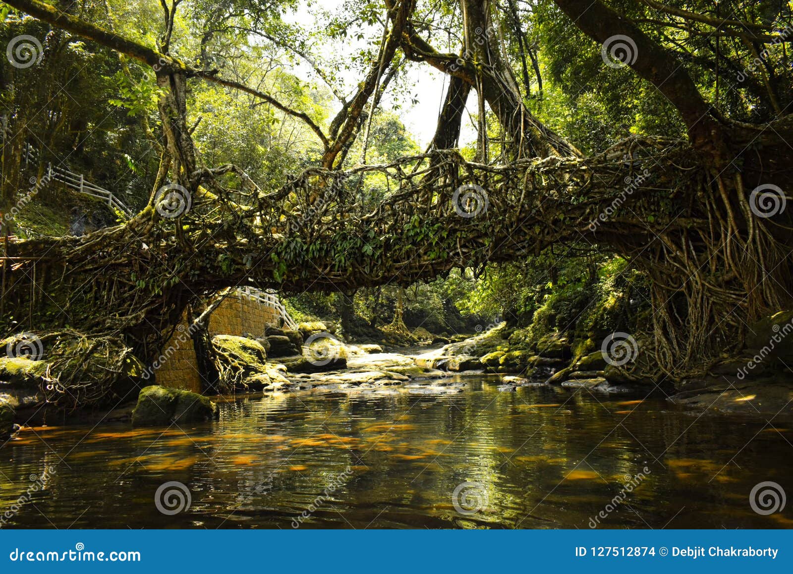Living root bridge stock photo. Image of meghalaya, living - 127512874