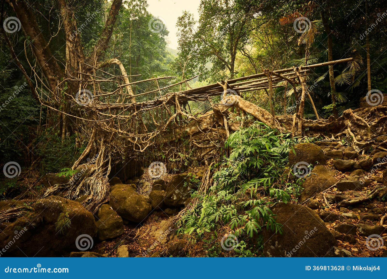 Living Root Bridges Of Meghalaya - Double Decker Royalty-Free Stock ...