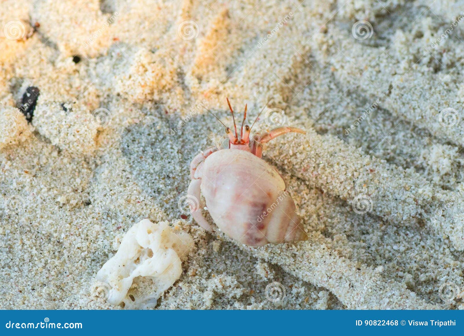 Living sea shells stock photo. Image of beach, macrophotography - 90822468