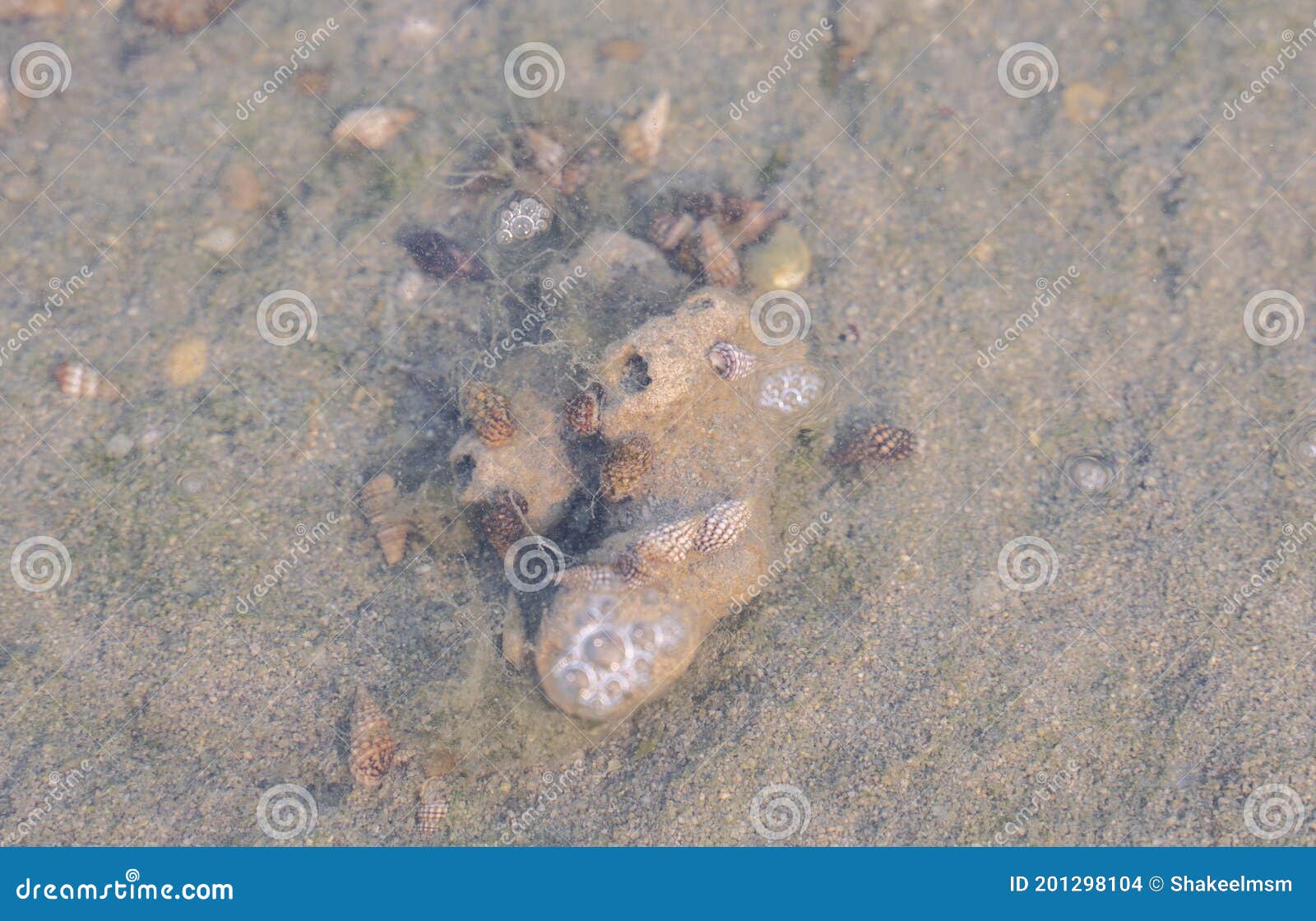 Living Sea Shells on Coral in Wakrah Beach Qatar Stock Photo - Image of ...