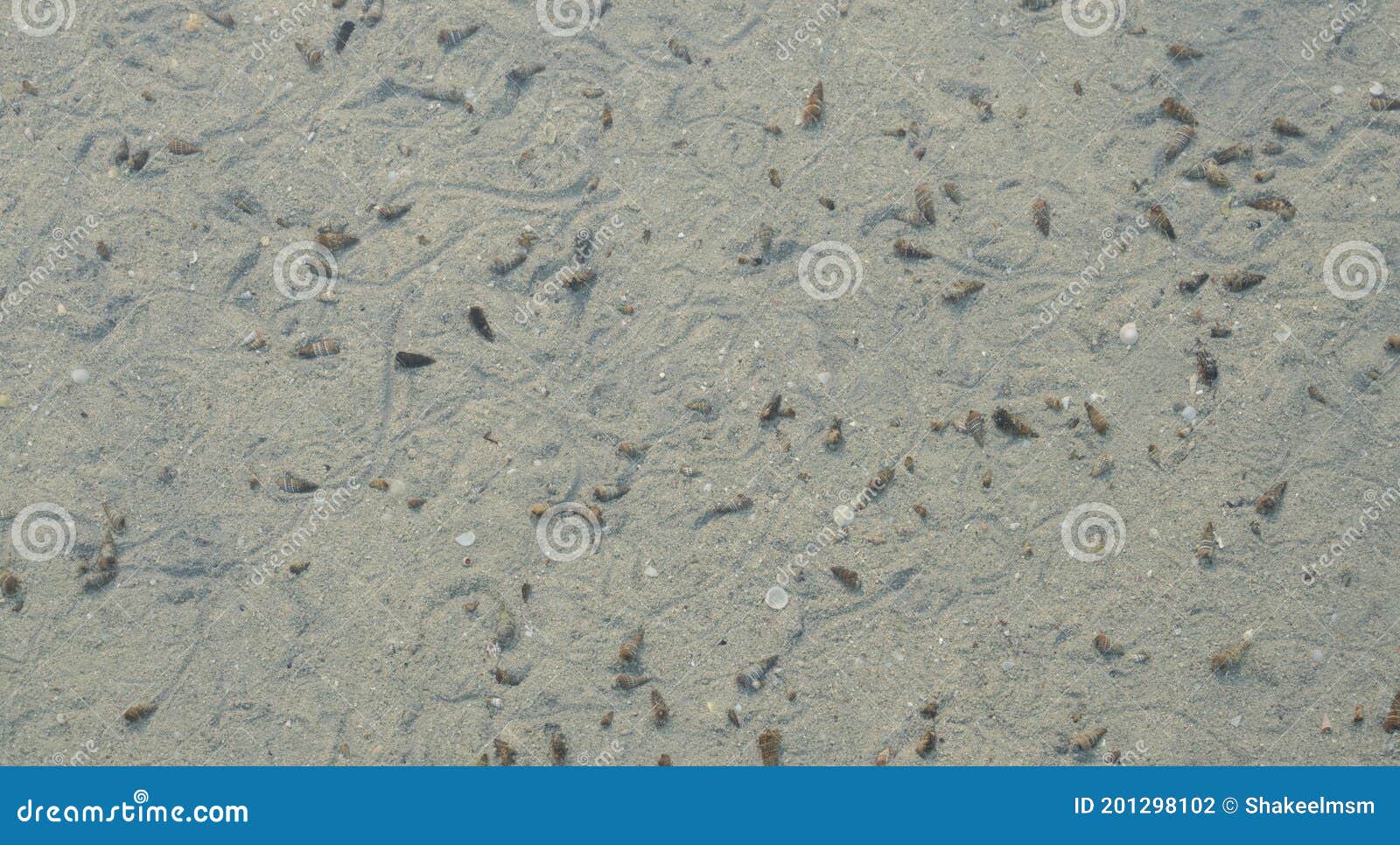 The Living Sea Shells Movement Marks on the Sea Floor Stock Photo ...