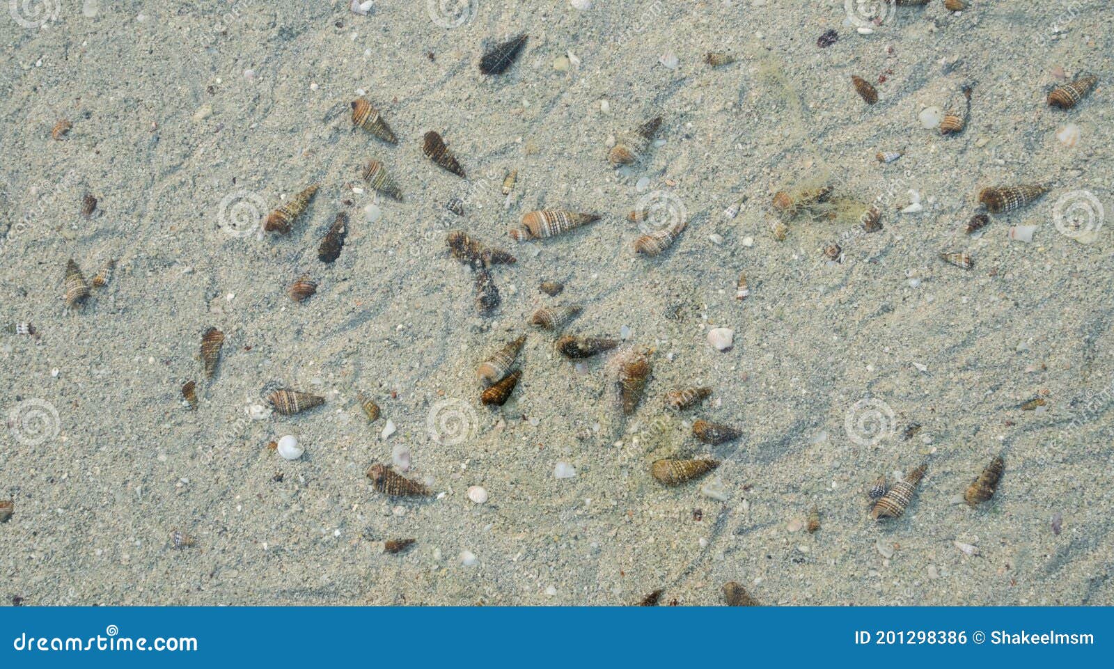 The Living Sea Shells Movement Marks on the Sea Floor Stock Photo ...