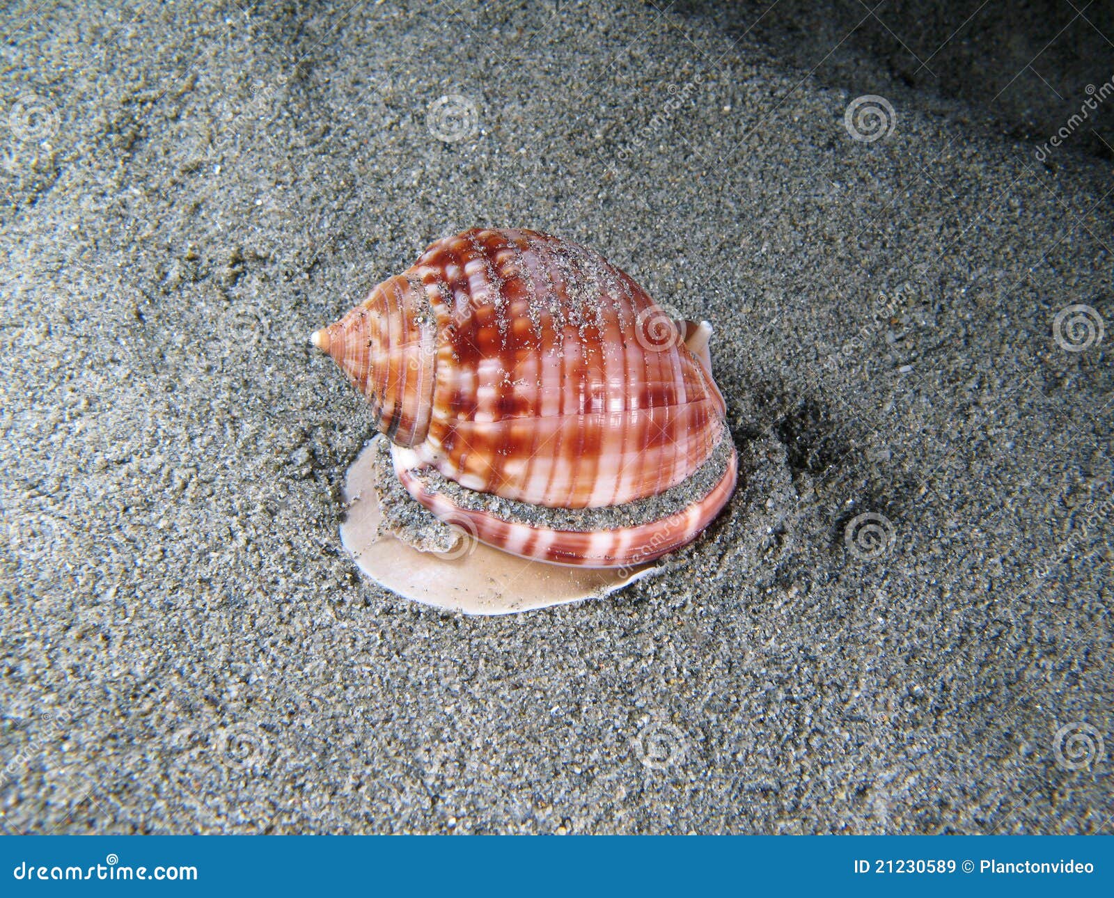 Living Shell underwater stock image. Image of dark, invertebrate - 21230589