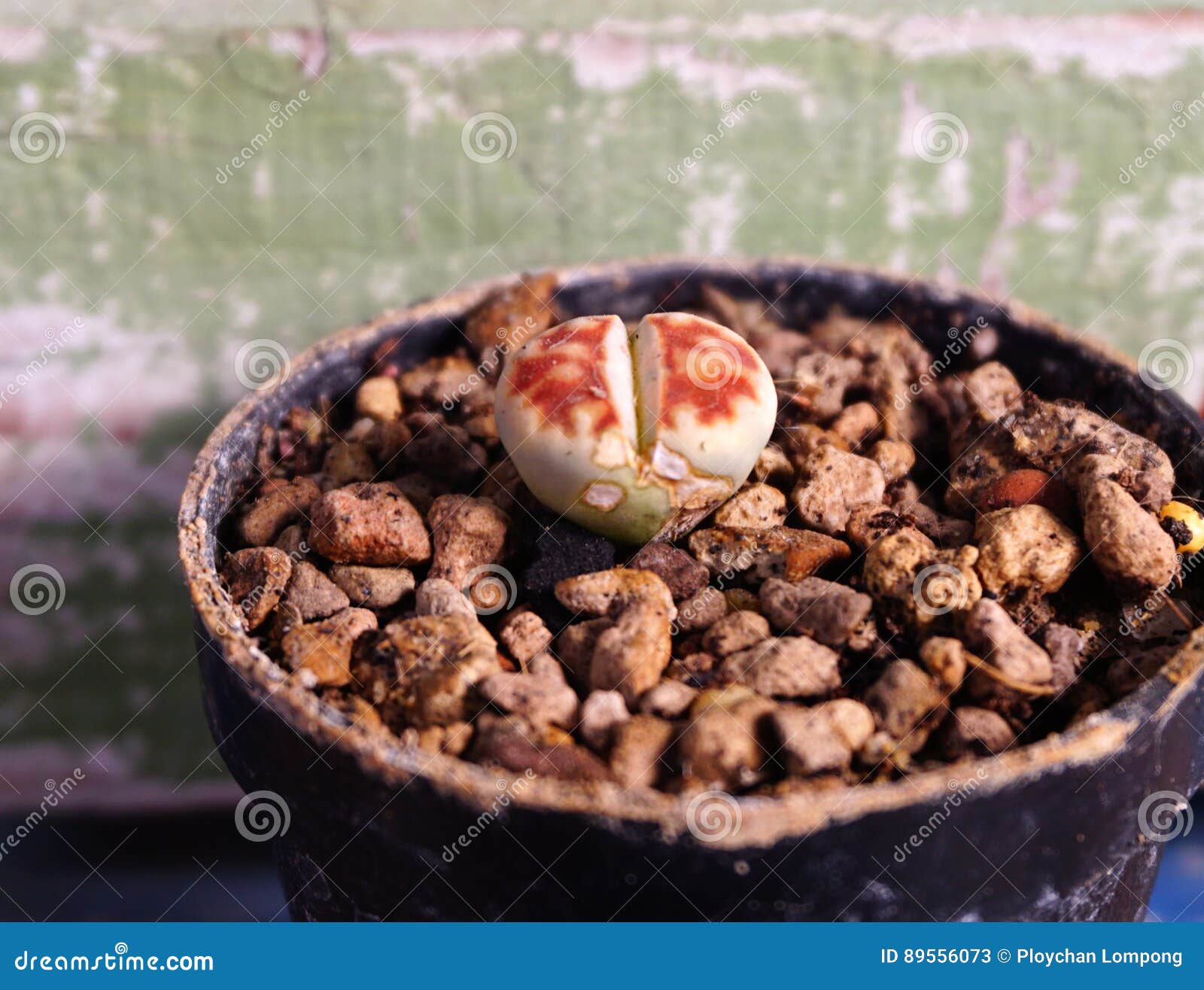 Living stones or Lithops stock image. Image of botany - 89556073