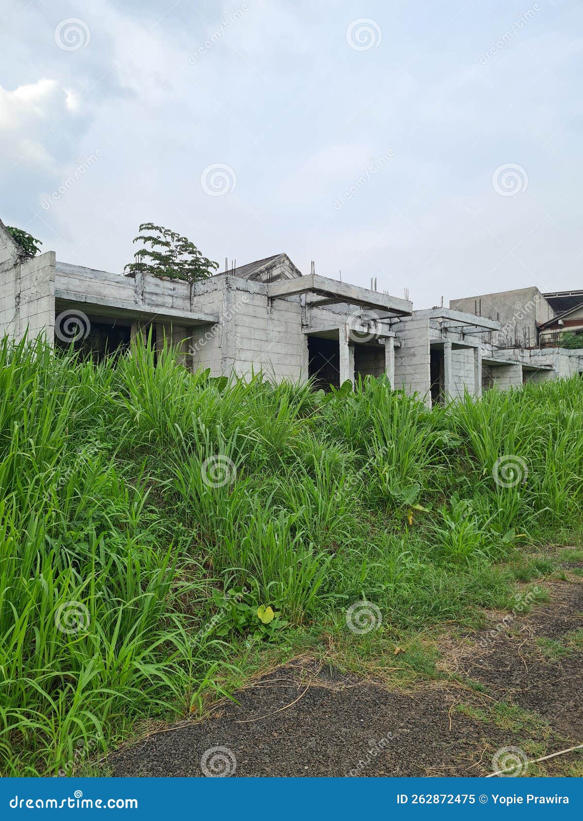 Living Things Will Continue To Grow Stock Image - Image of living, grow ...