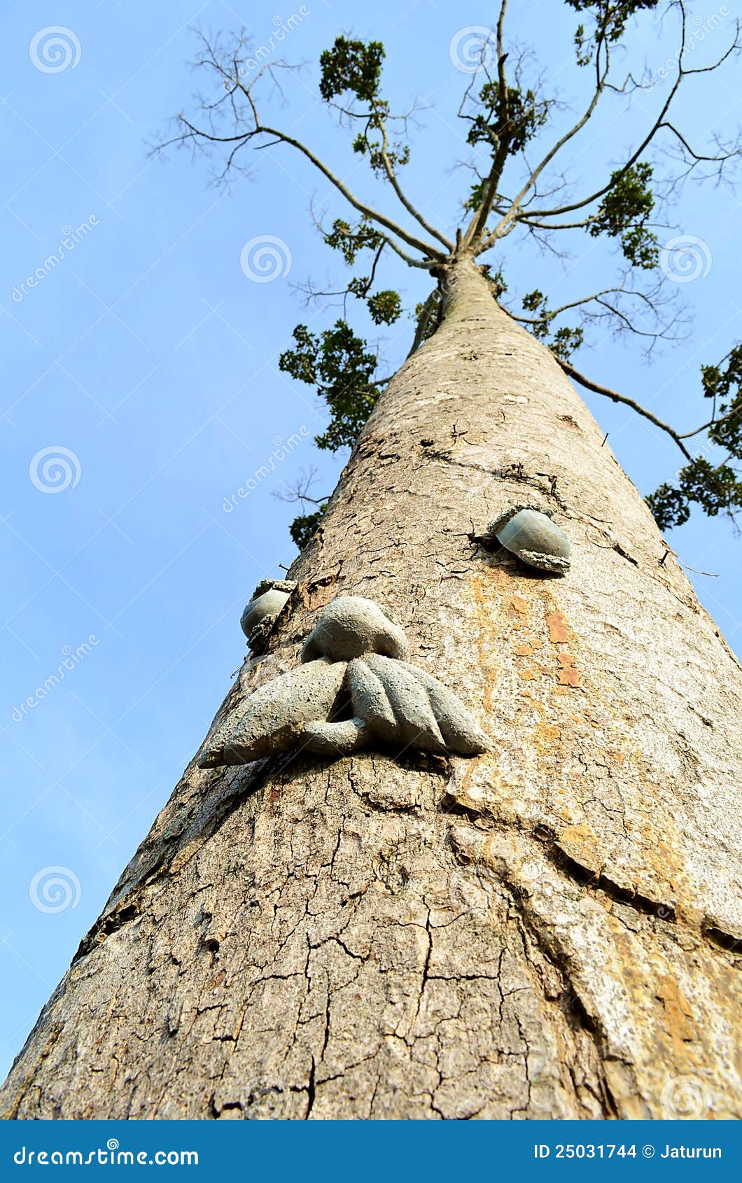 Living tree stock photo. Image of face, nose, bark, tall - 25031744