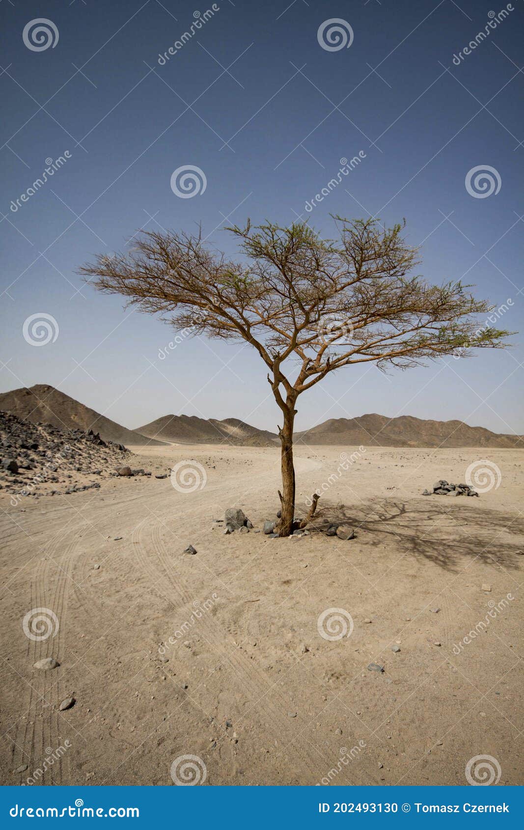 Desert Sun Scorched Plant Photos - Free & Royalty-Free Stock Photos ...