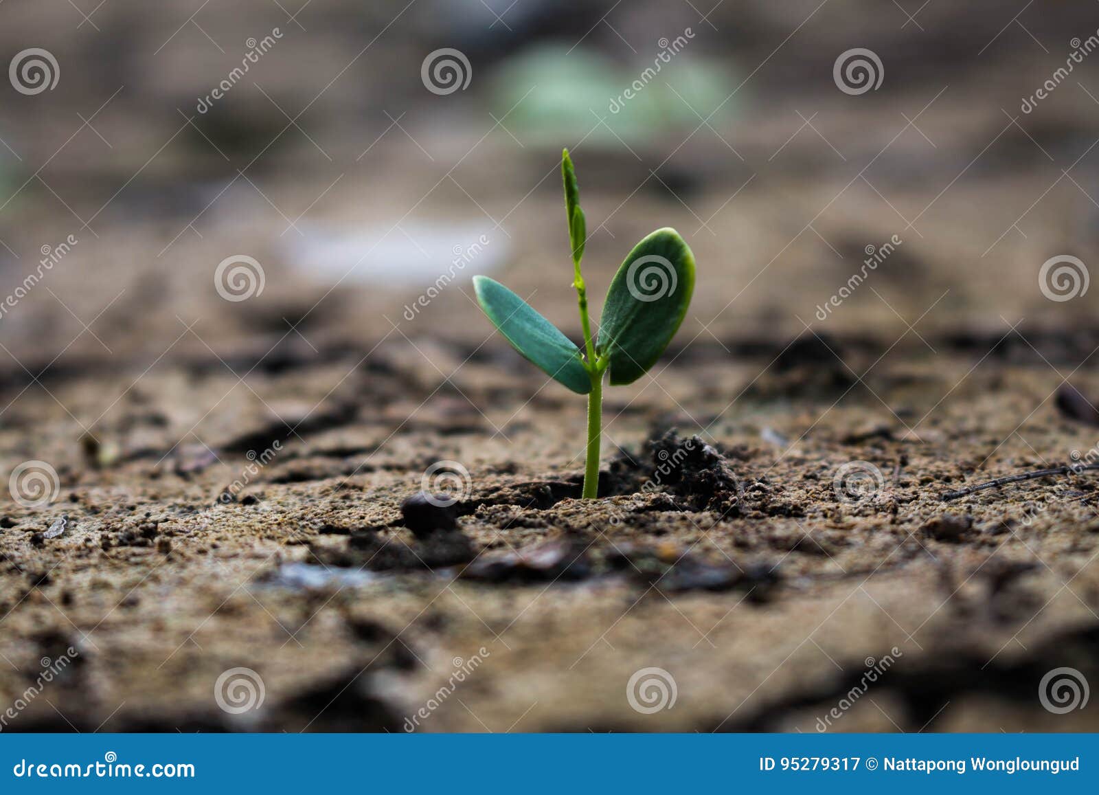 Living with tree drought. stock image. Image of disaster - 95279317