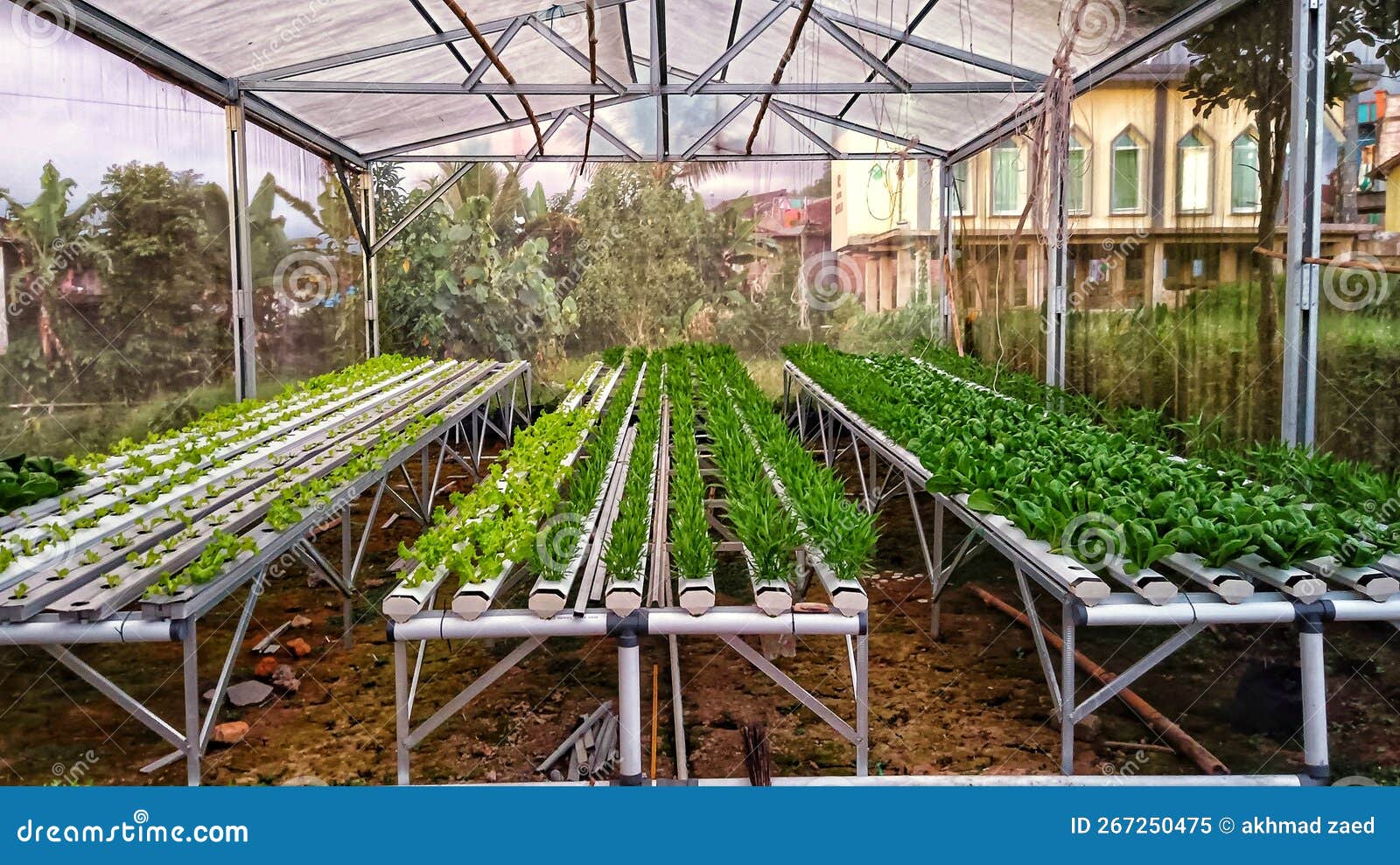 Living in Urban Farming Crops Stock Image - Image of urban, crops ...