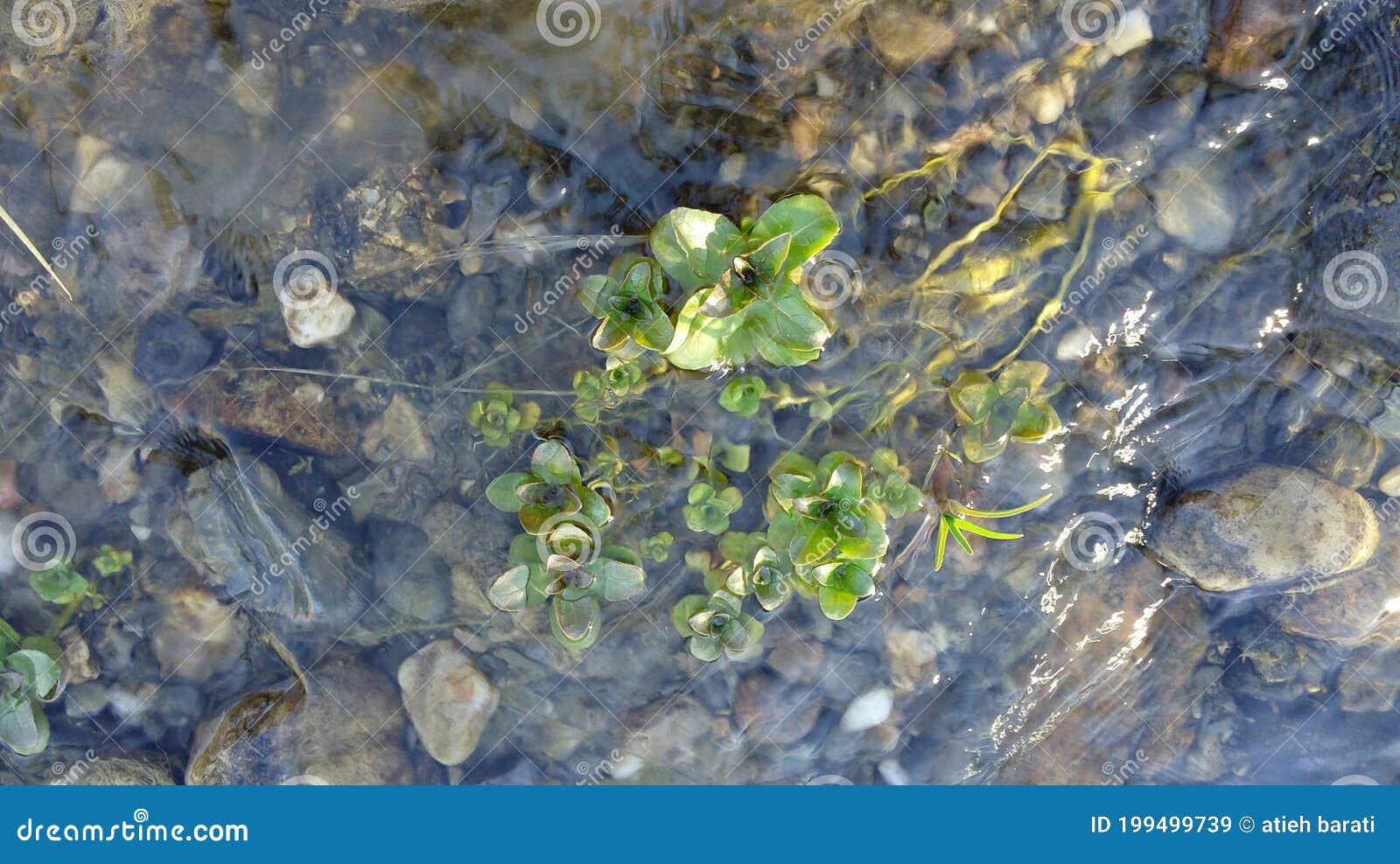 Living in water stock image. Image of stone, water, fresh - 199499739