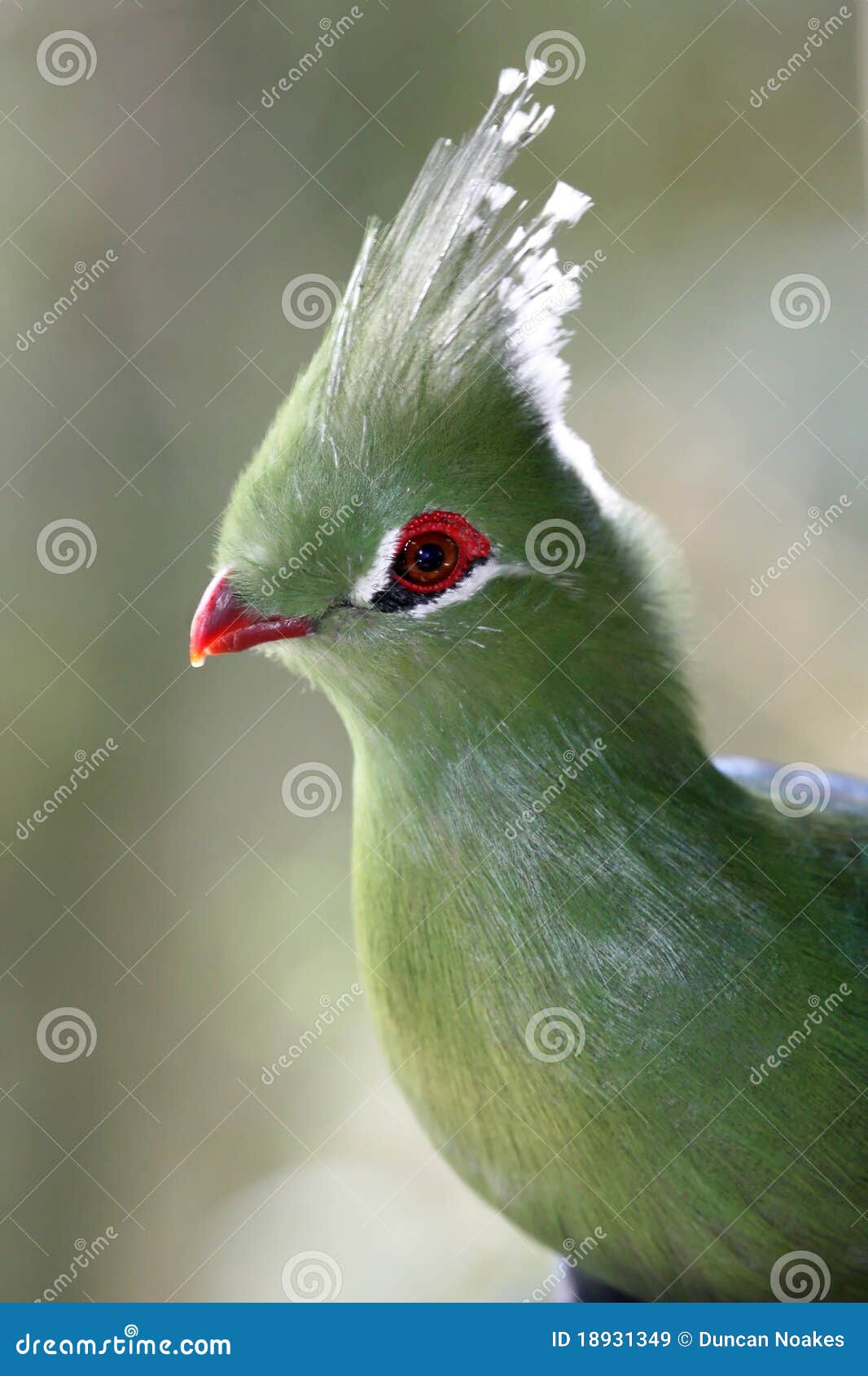 Livingstone s Turaco Bird stock image. Image of wildlife - 18931349