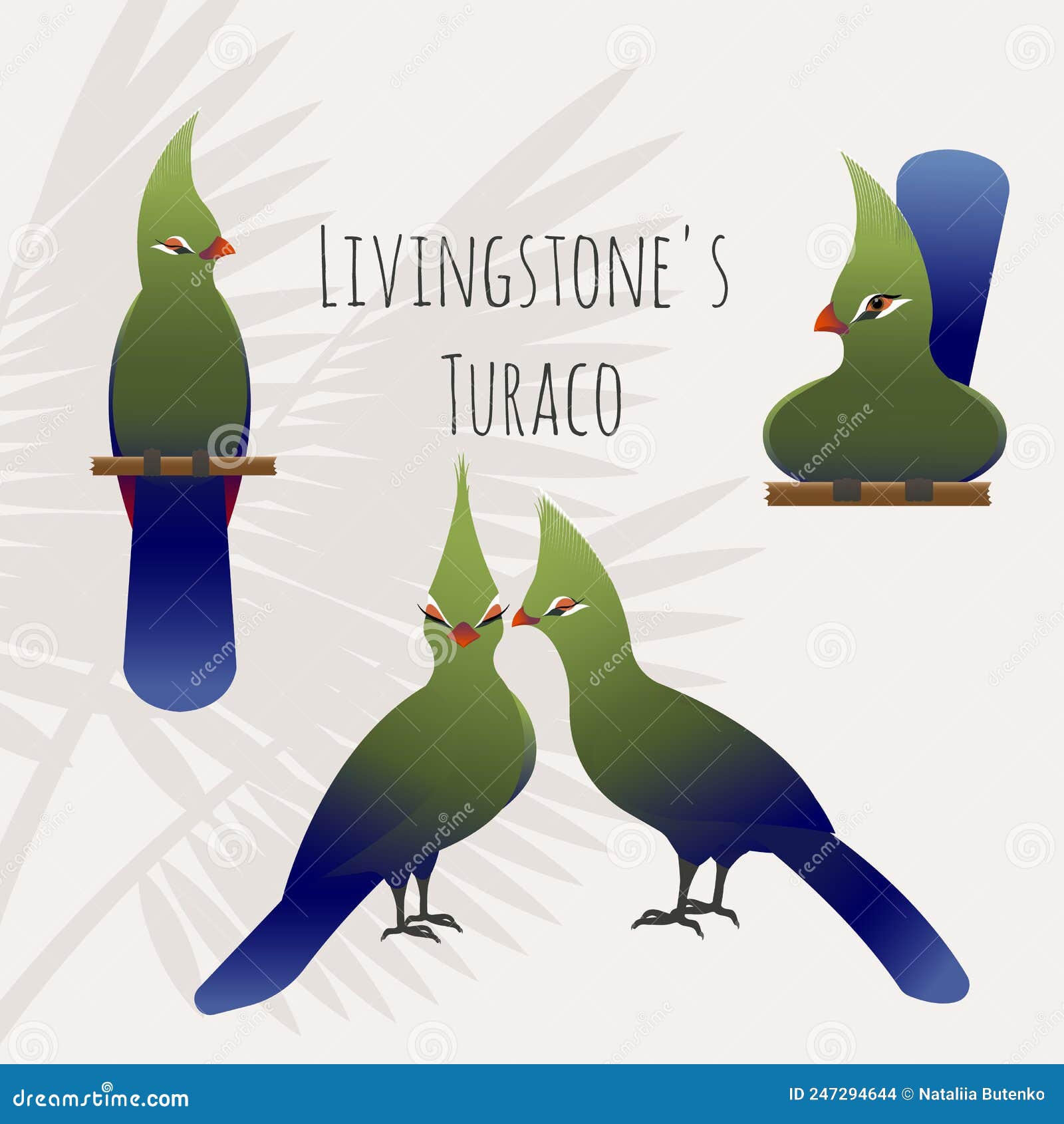 Livingstone`s Turaco Birds Set Stock Vector - Illustration of animal ...
