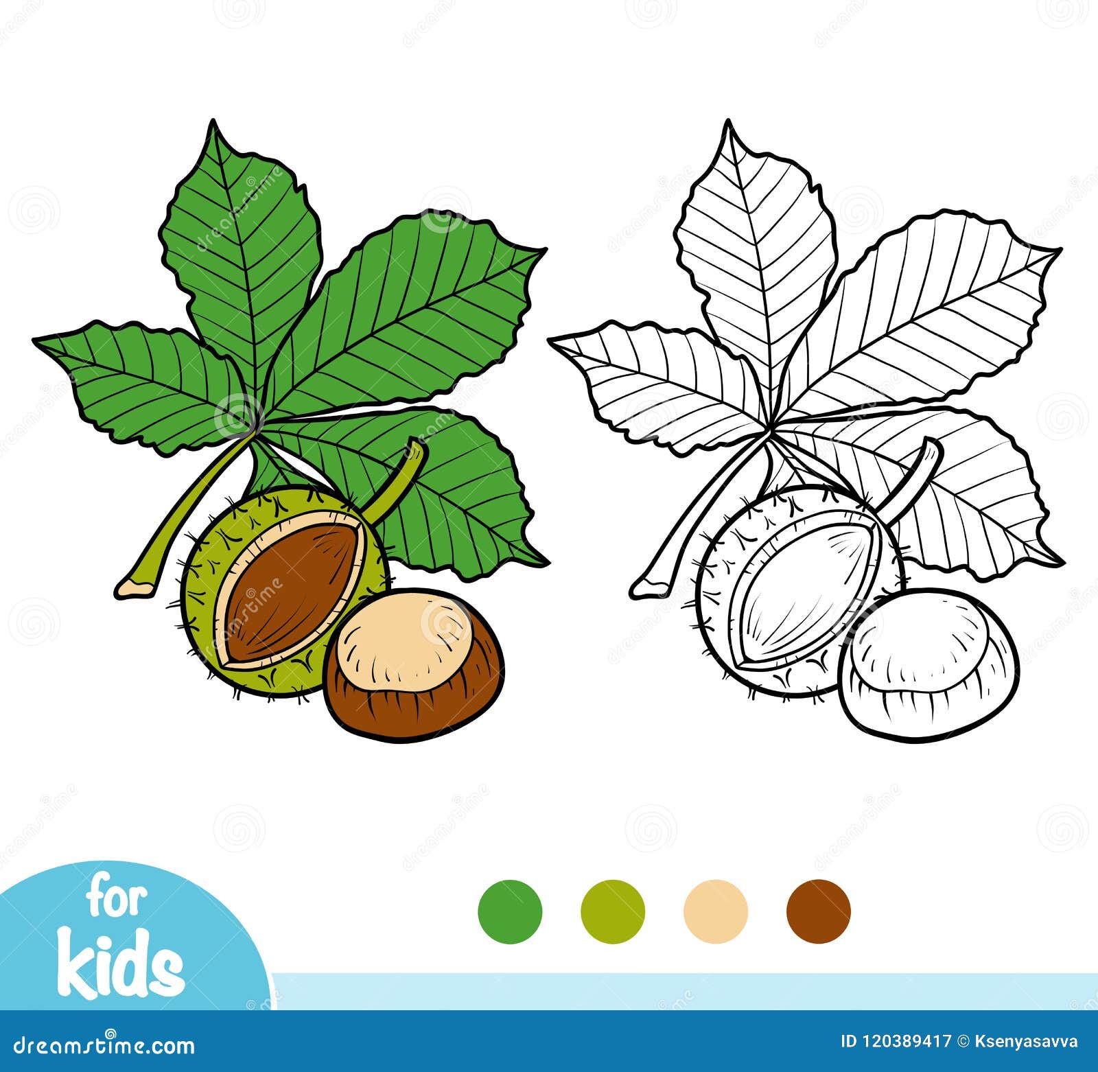 Livre De Coloriage, Branche De Marron D'Inde Illustration de Vecteur ...