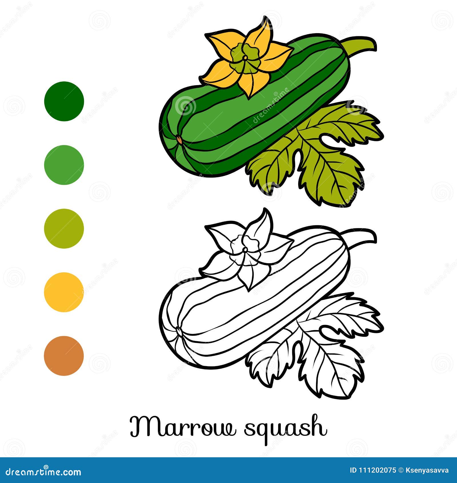 Livre De Coloriage, Courge De Moelle /courgette Illustration de Vecteur ...