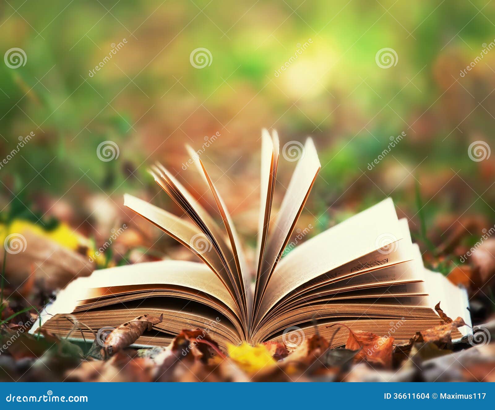 Livro aberto foto de stock. Imagem de leitura, outono - 36611604