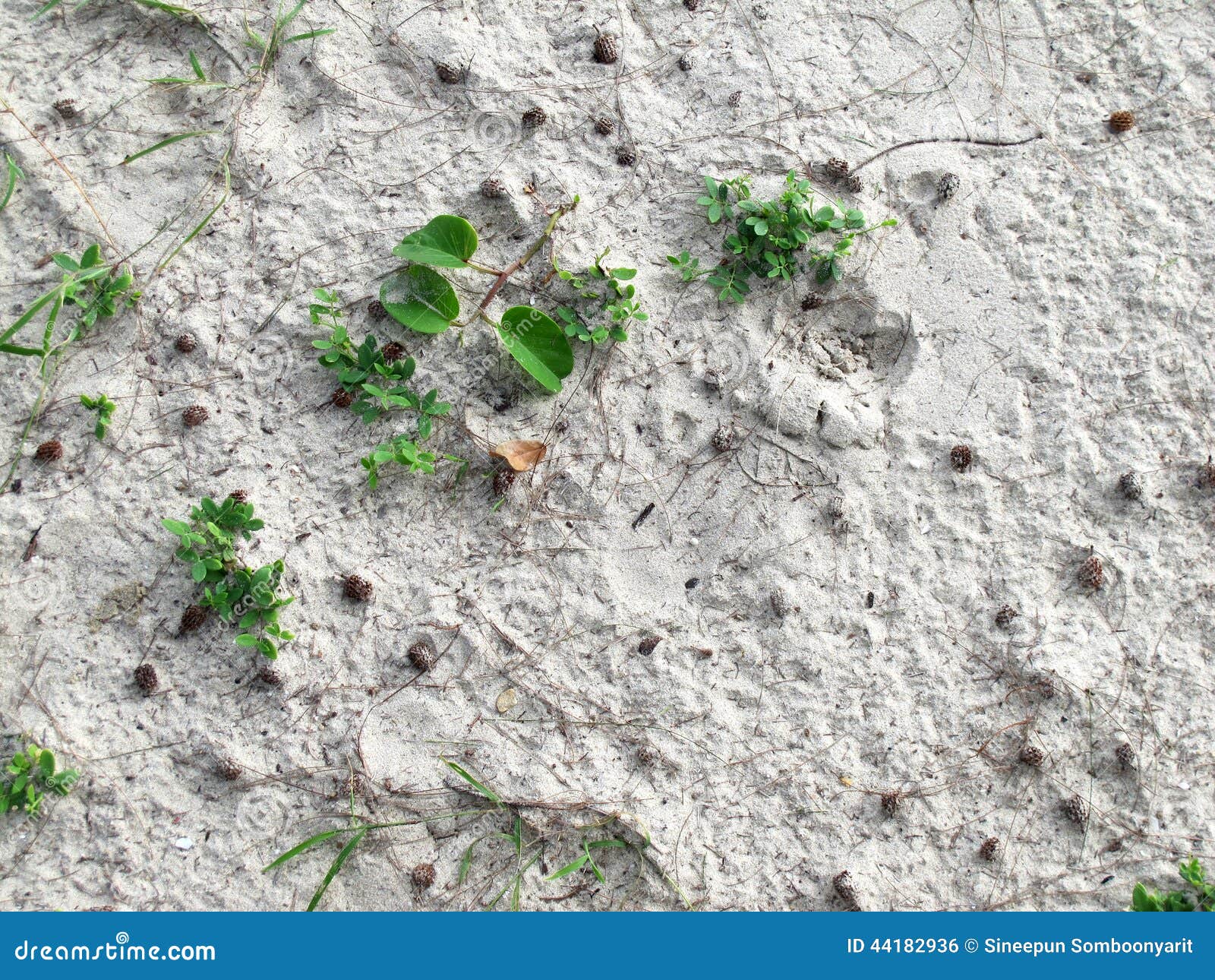 Lixe Com Textura Das Plantas Da Praia Foto de Stock - Imagem de verde ...