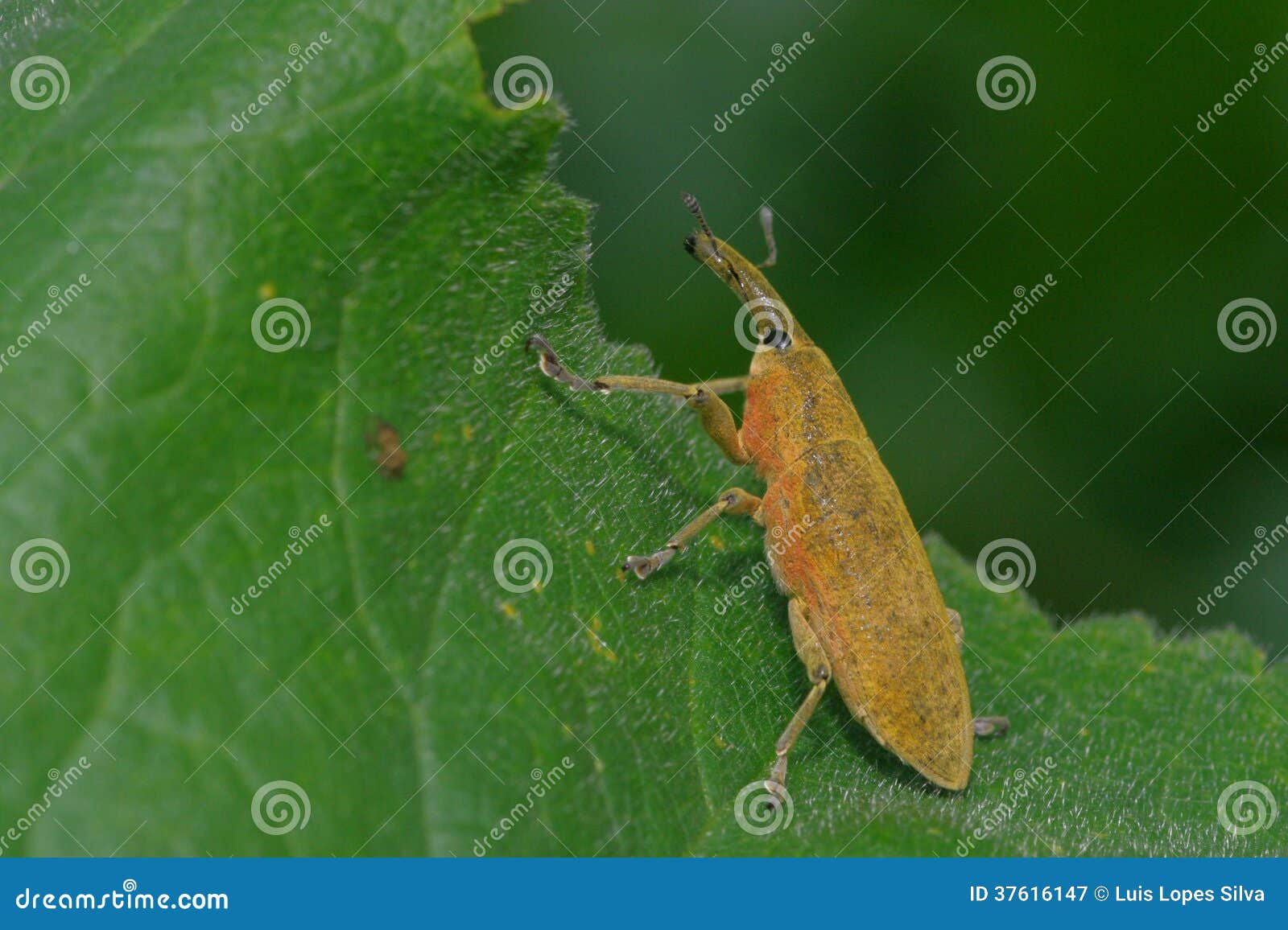 Lixus pulverulentus stock image. Image of insect, wildlife - 37616147