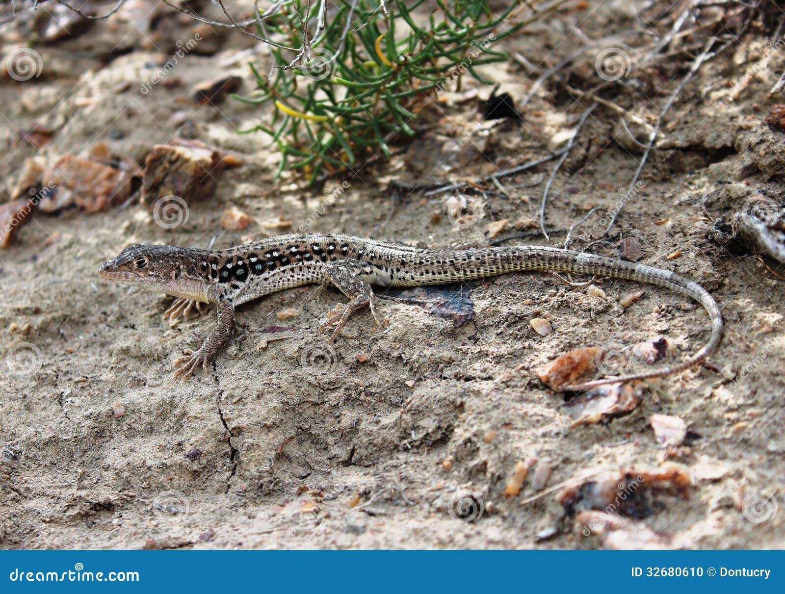 A Lizad stock photo. Image of desert, nature, travel - 32680610