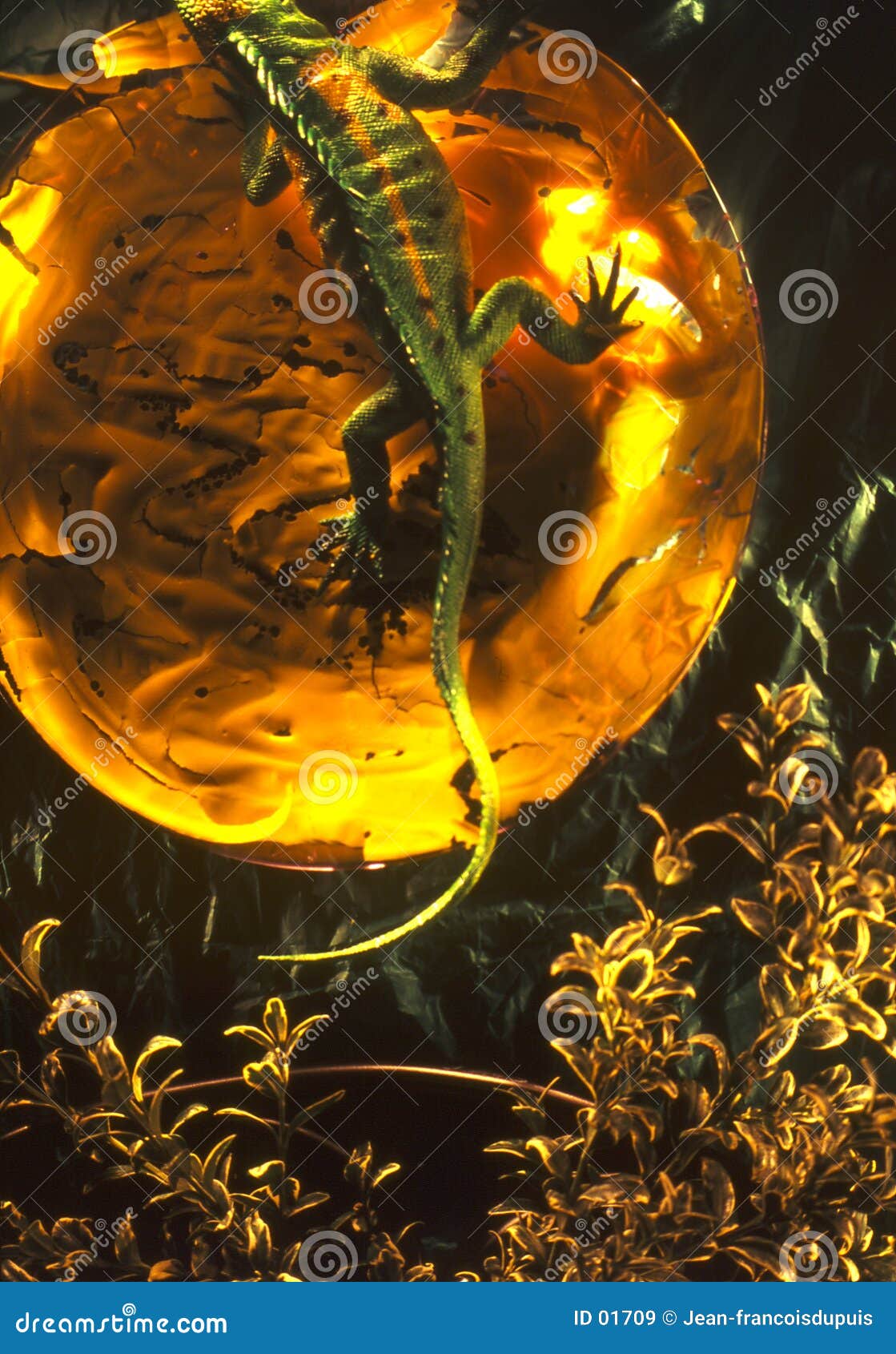 Lizard stock image. Image of shiny, glow, night, animal, reptilles - 1709