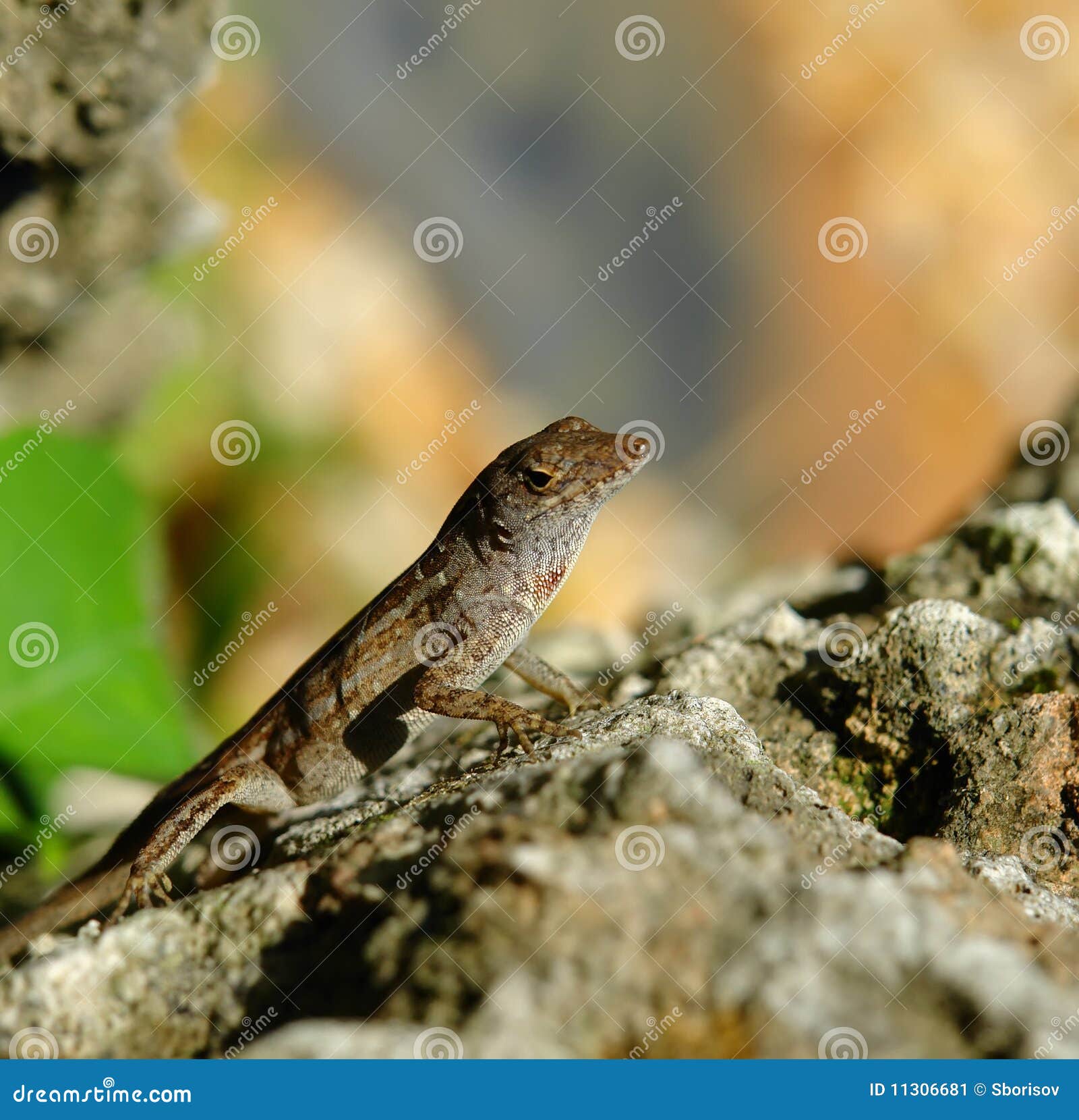 Lizard stock image. Image of rock, creature, florida - 11306681
