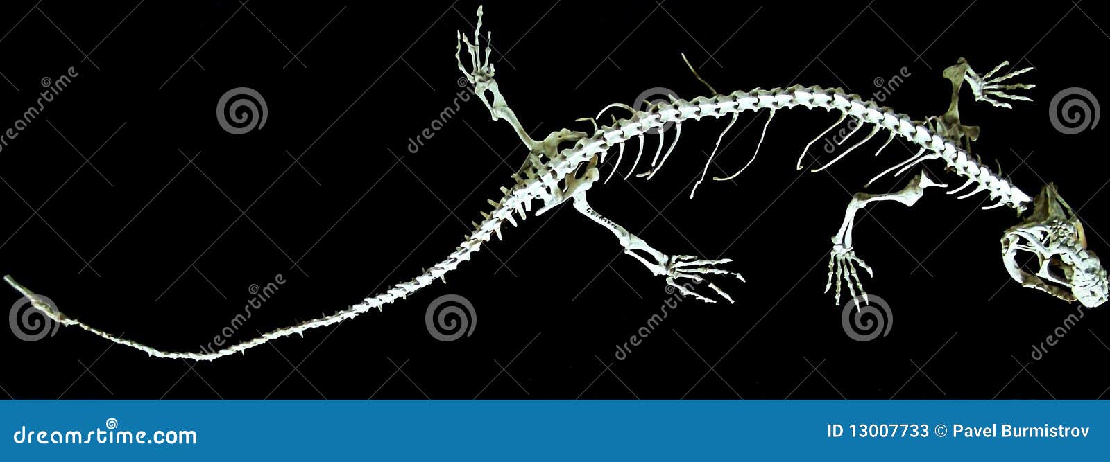 Skeleton Of Monitor Lizard Kept Into The Glass Showcase At Museum ...