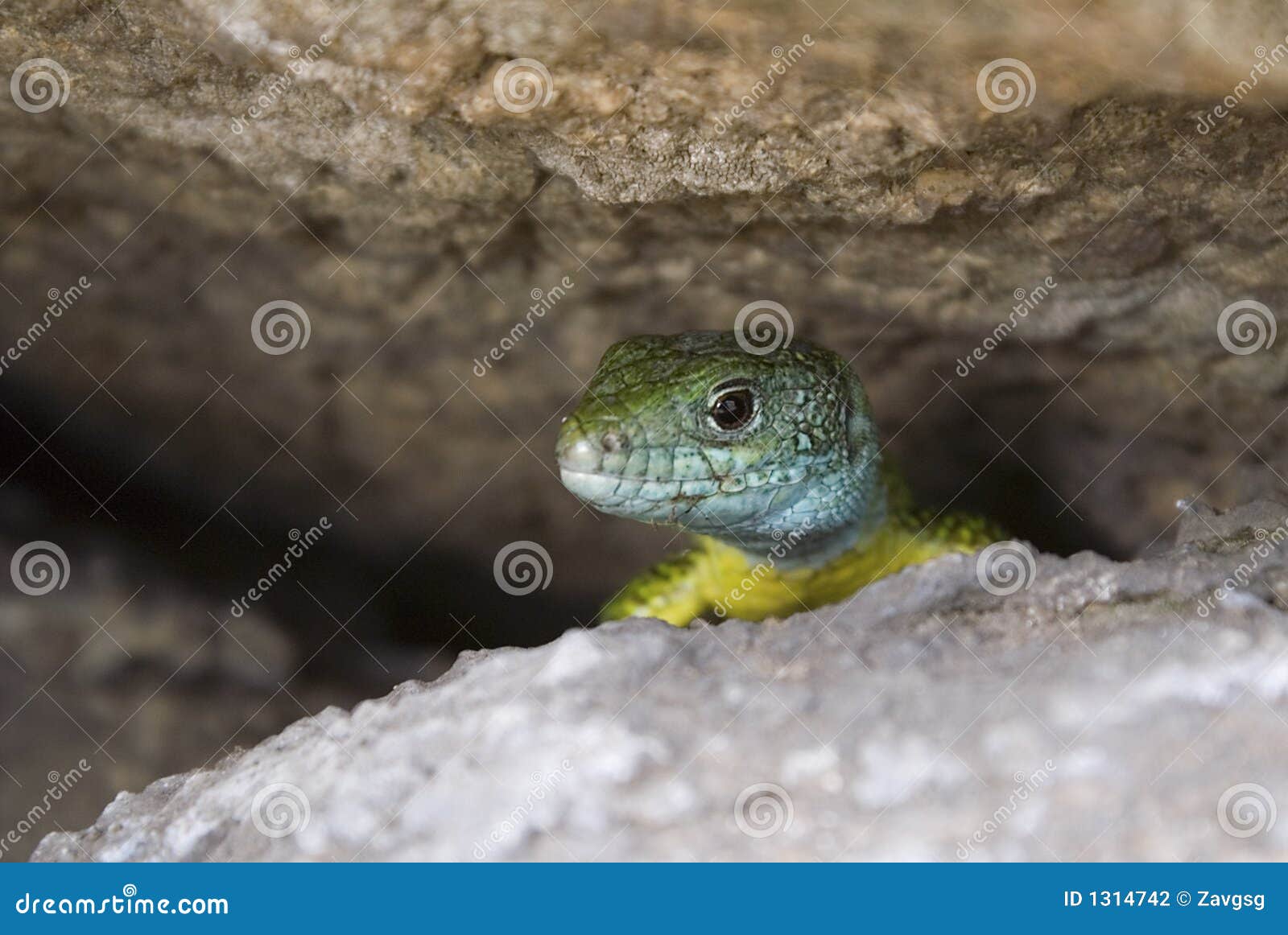 Lizard stock photo. Image of green, ambush, crawler, lizard - 1314742