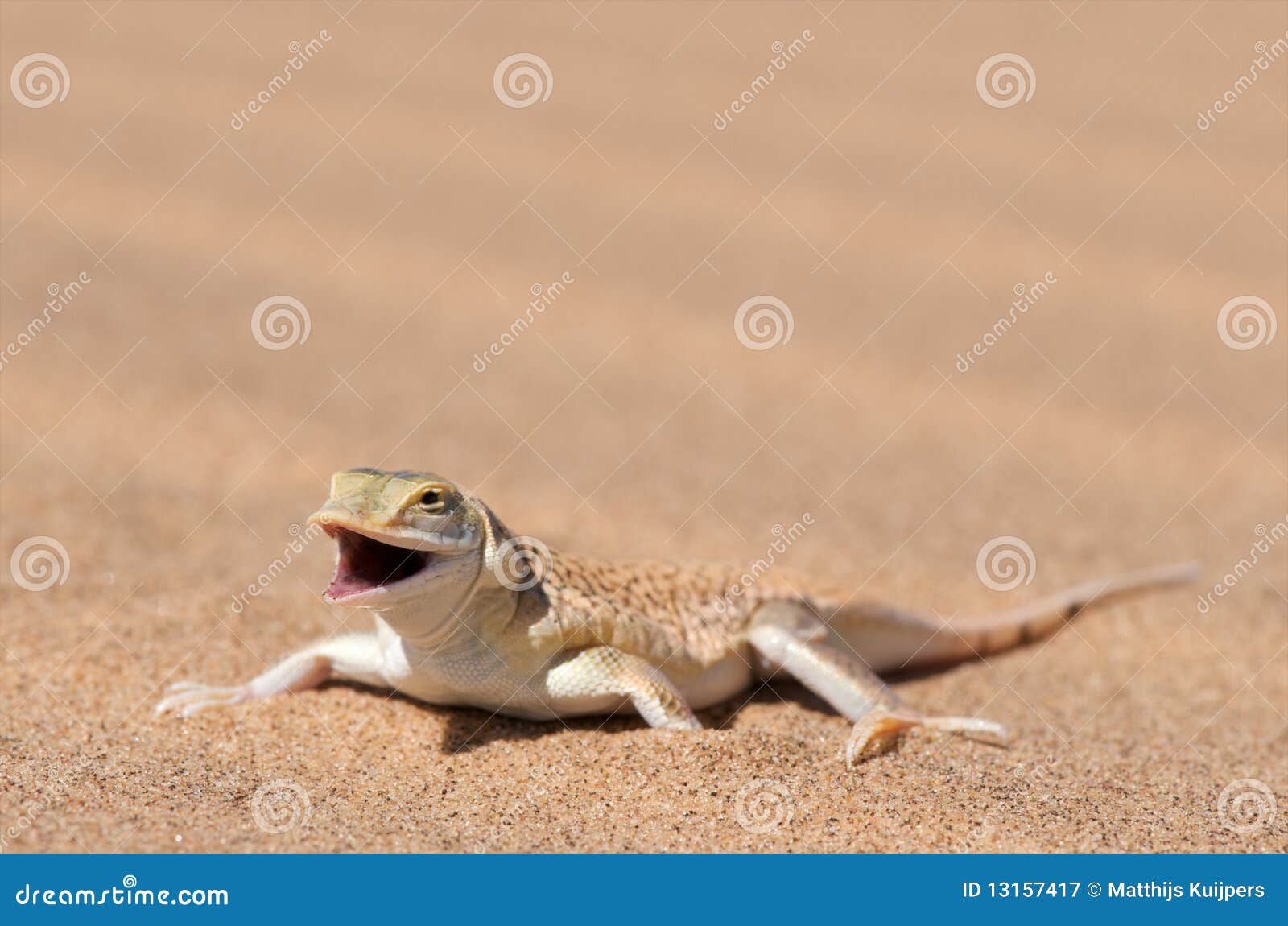 Lizard stock image. Image of namibia, arid, sahara, diurnal - 13157417