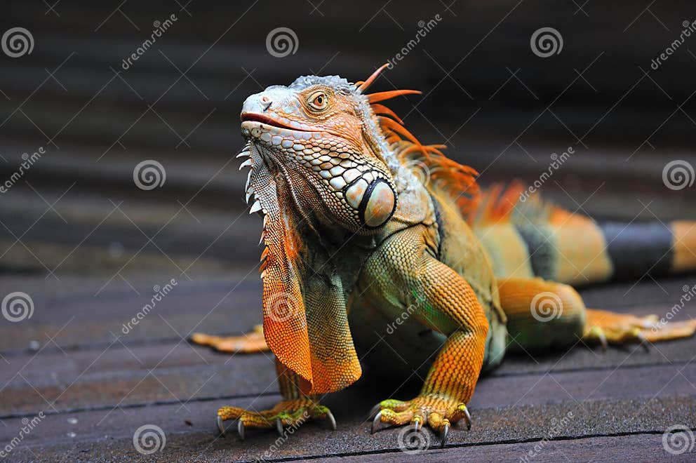 Lizard stock image. Image of iguanid, muzzle, skin, nature - 13189113