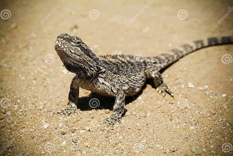 Lizard stock photo. Image of vitticeps, victoria, rural - 14052014