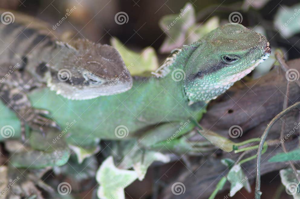 Lizard stock photo. Image of close, lacerta, gecko, iguania - 14318600