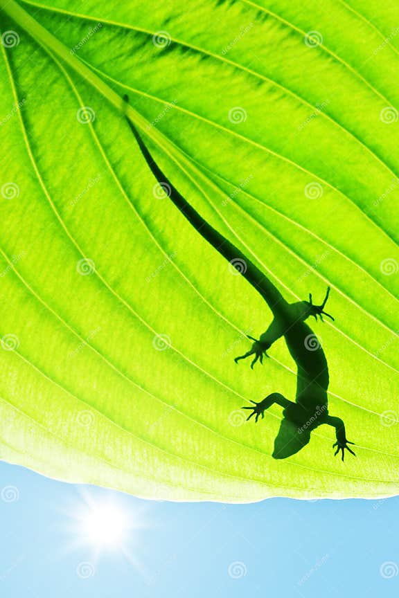 Lizard stock photo. Image of close, animal, macro, shadow - 14844452
