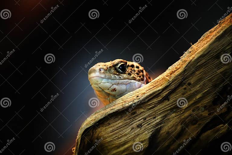 Lizard stock photo. Image of squamata, lizard, reptile - 15624364